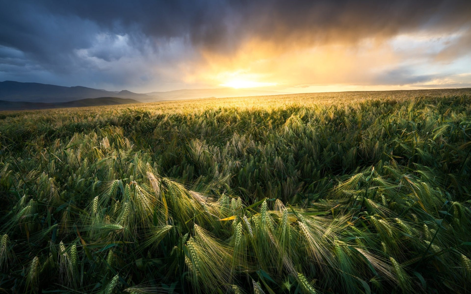 Download Field Nature Wheat HD Wallpaper