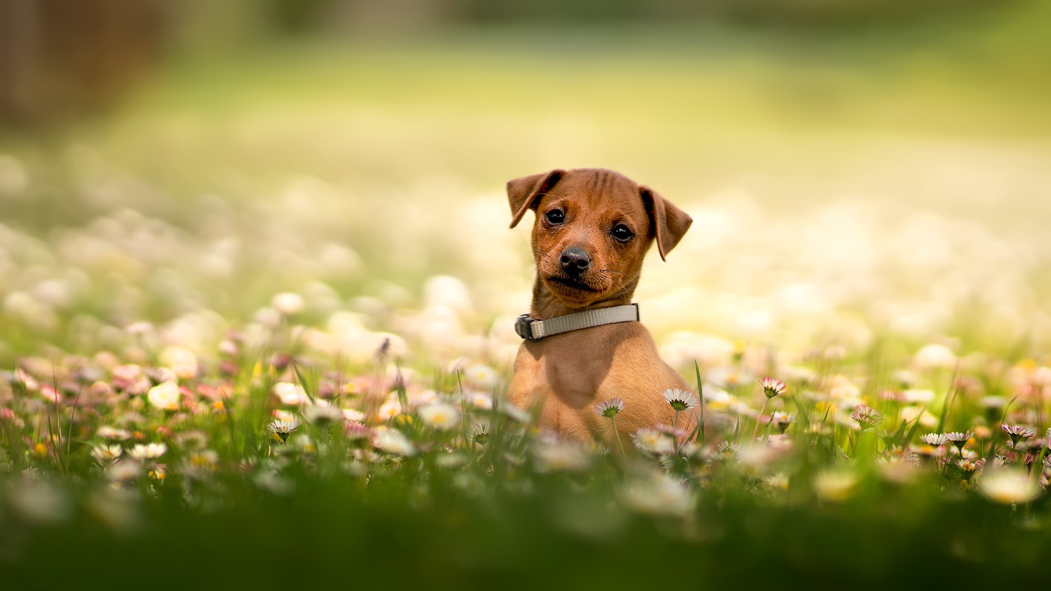 Download Baby Animal Animal Puppy HD Wallpaper