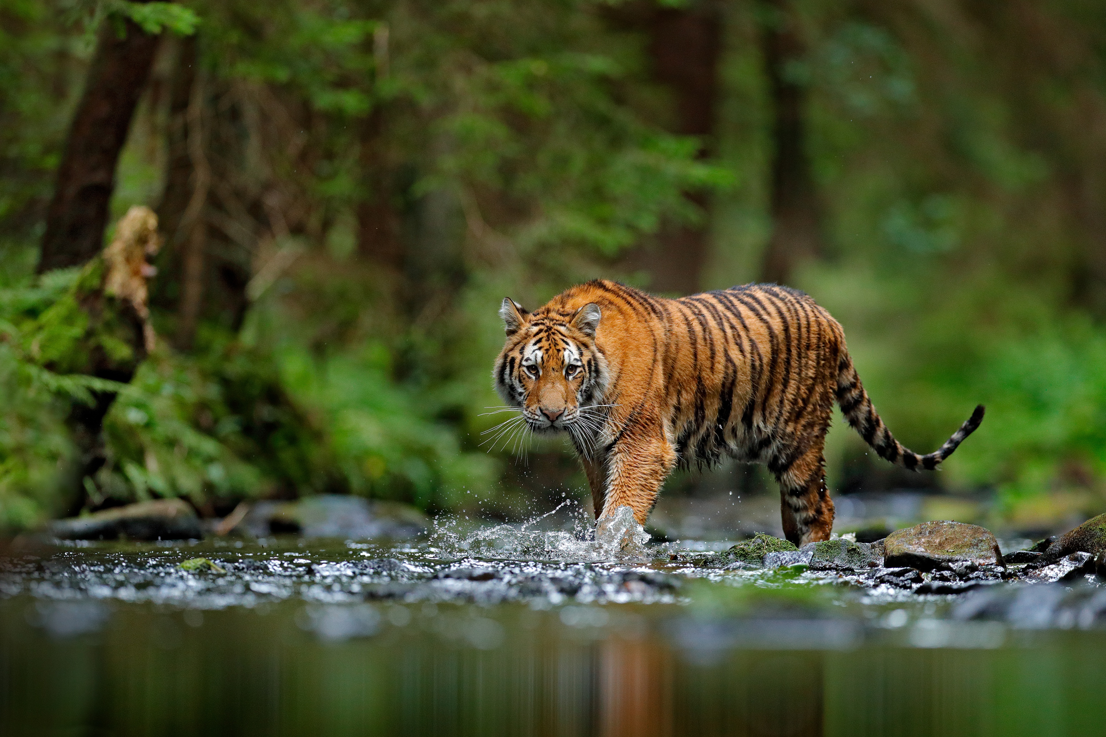 Tiger Desktop Backgrounds Nature