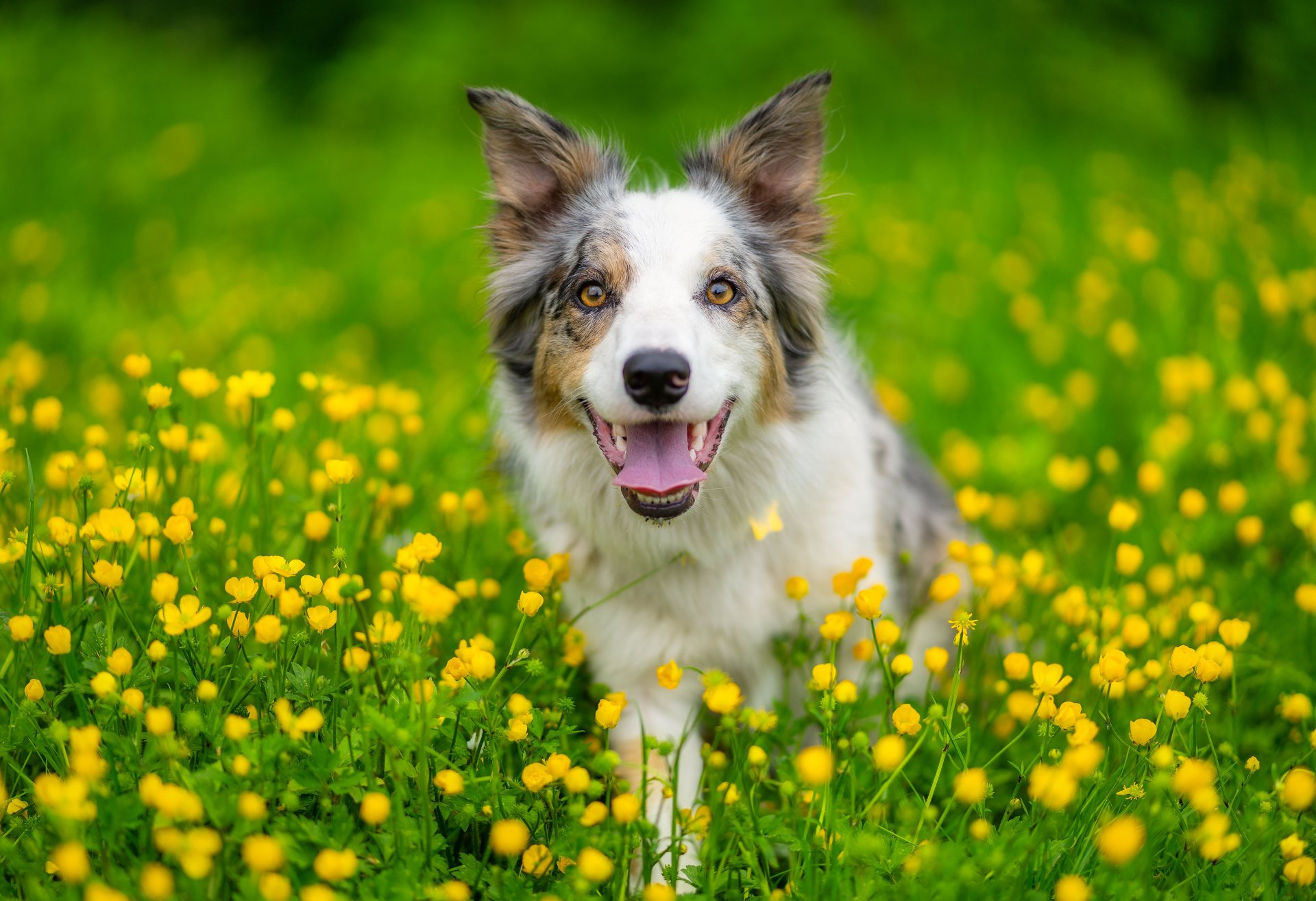 Download Animal Border Collie 4k Ultra HD Wallpaper