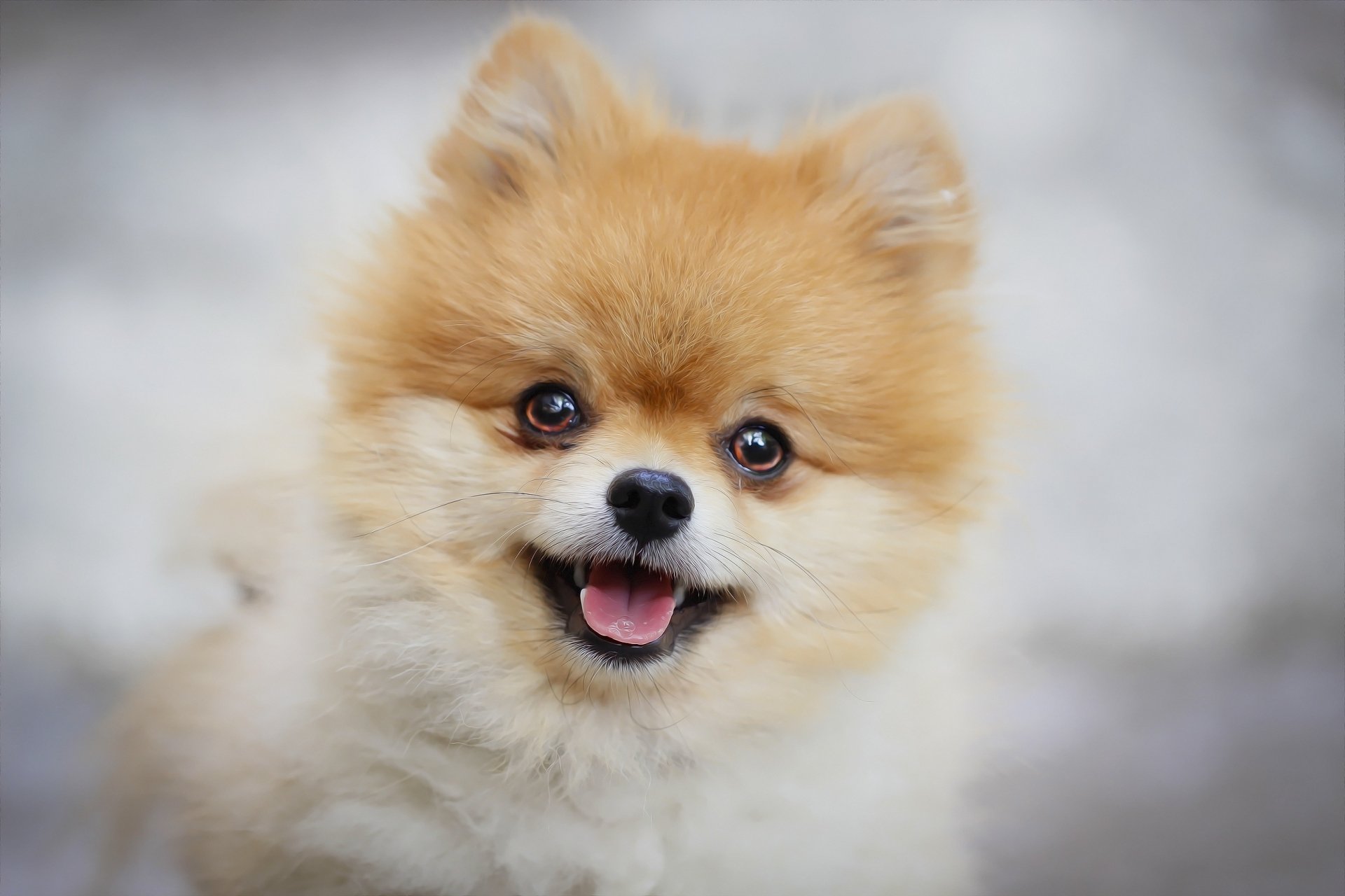 Download Dog Animal Pomeranian HD Wallpaper