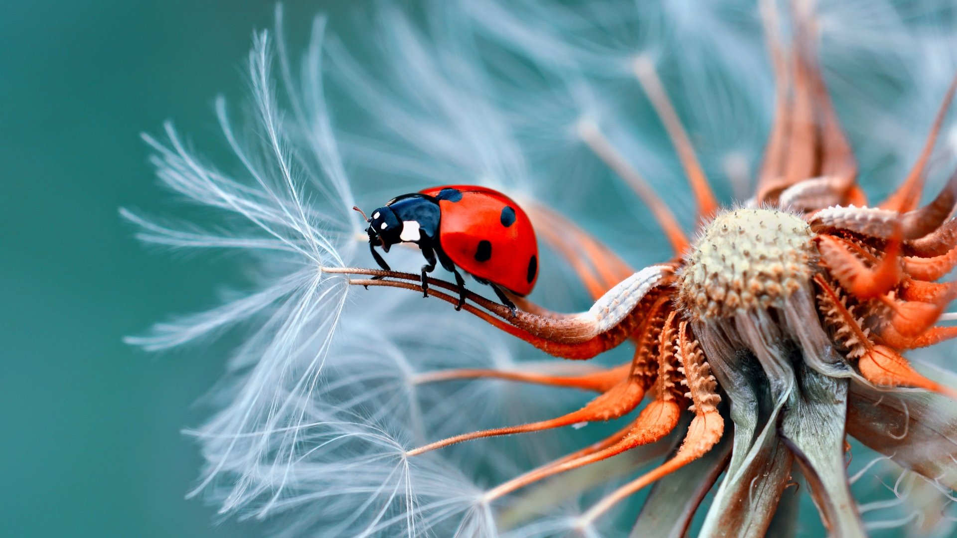 Download Macro Animal Ladybug 4k Ultra HD Wallpaper