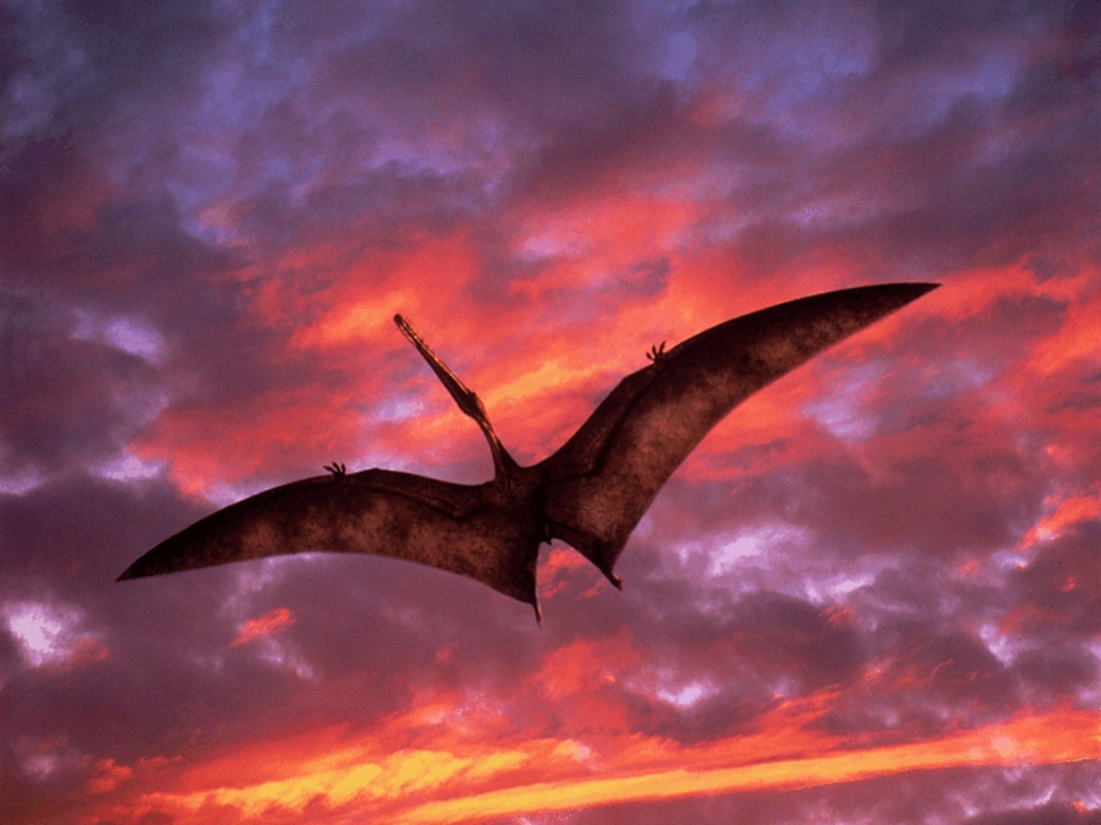 Majestic Pterosaur: A Stunning HD Wallpaper | 1600x1200 | Wallpaper Abyss