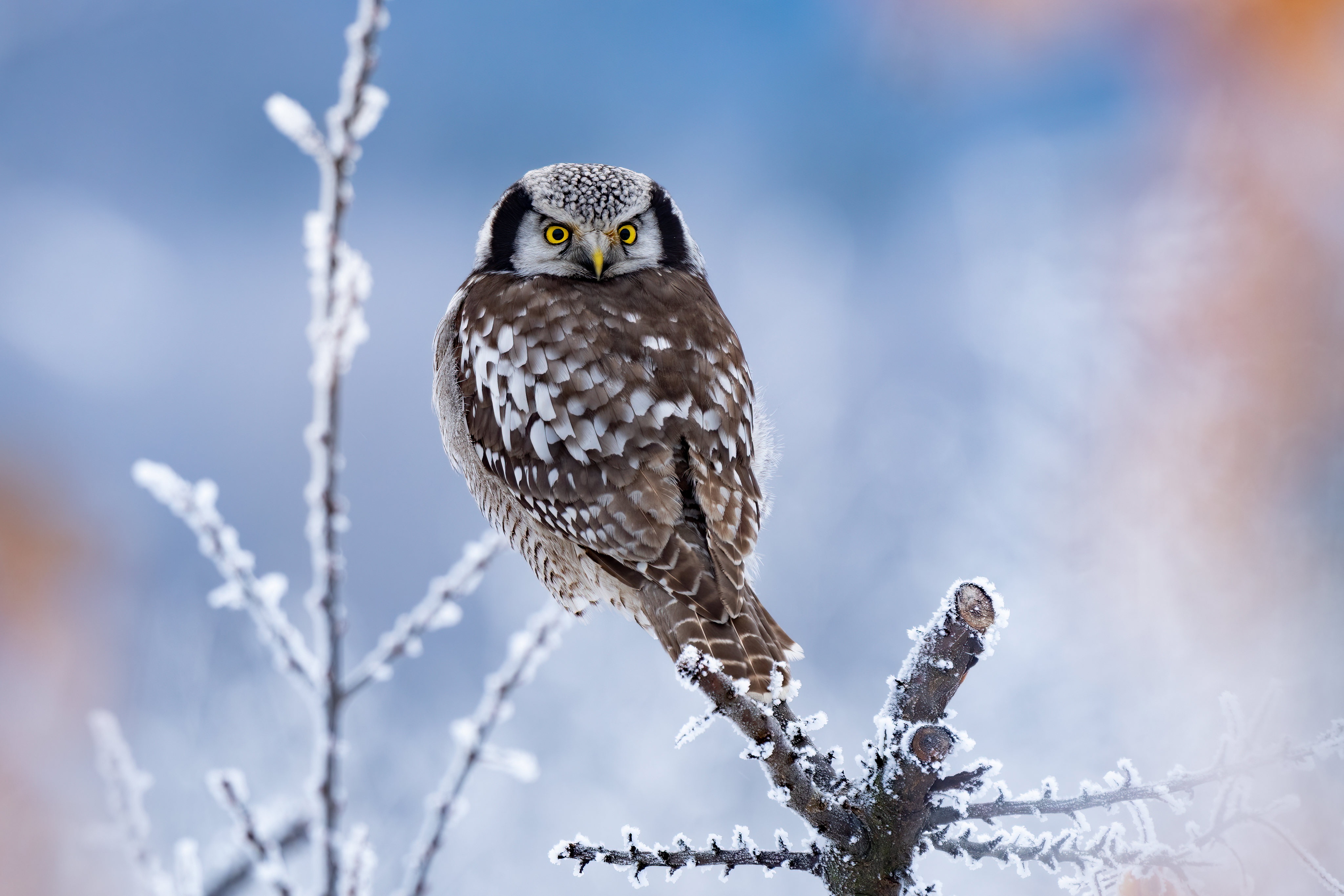 Download Hawk Owl Animal Owl 4k Ultra HD Wallpaper