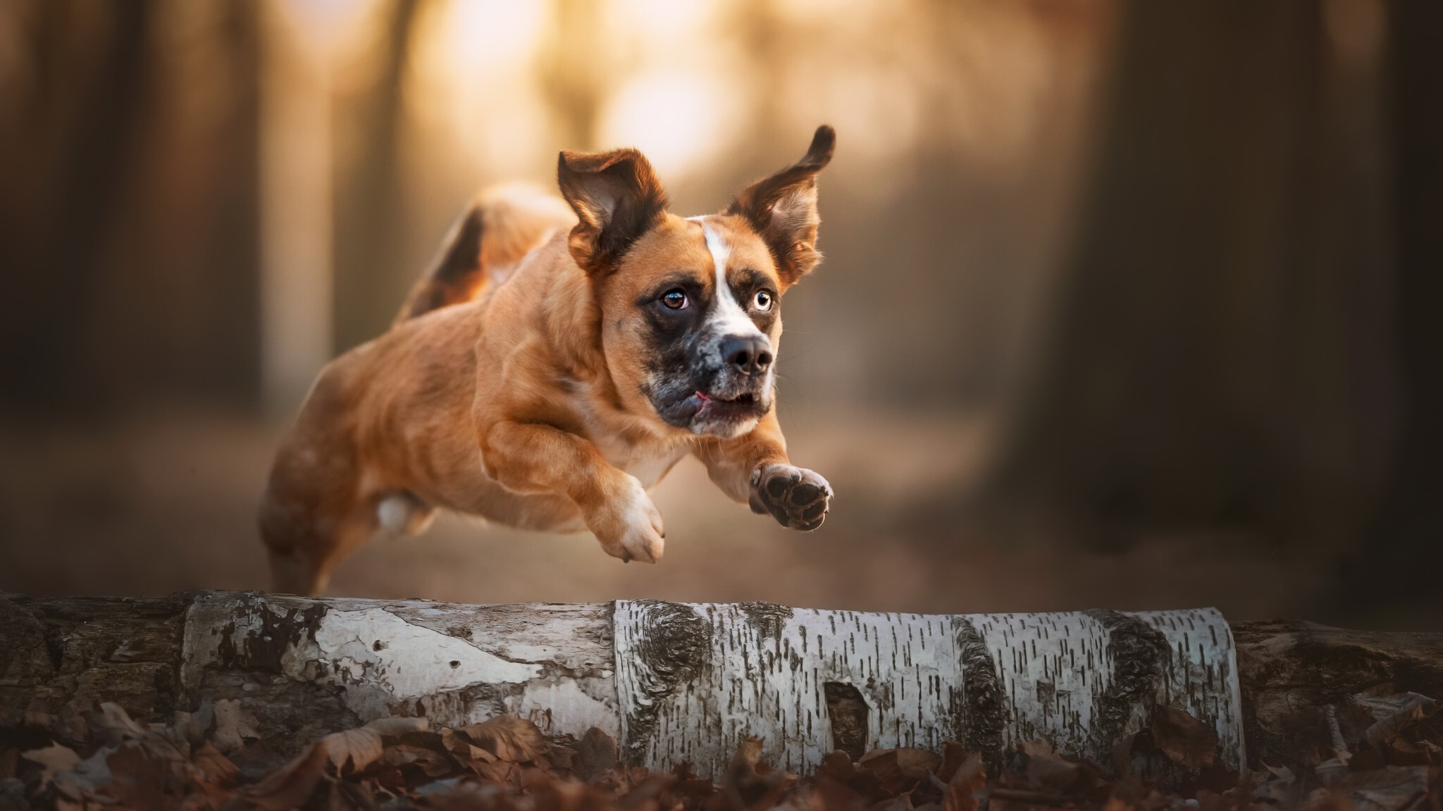 Dogs Wallpaper 2048x1152