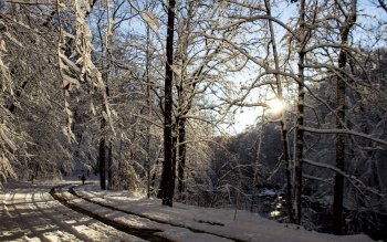 Diane Krauthamer At Alpha Coders