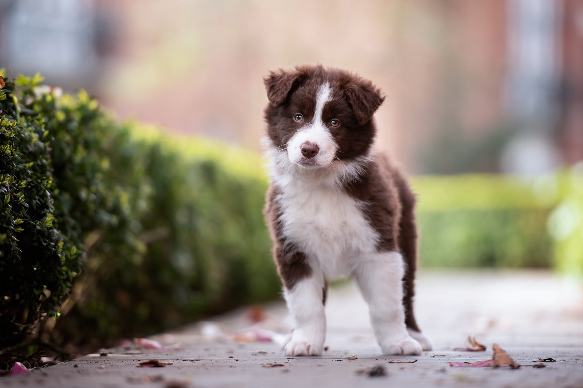 Baby Border Collie Wallpaper Wallpaper Look, Nature, Black And White,