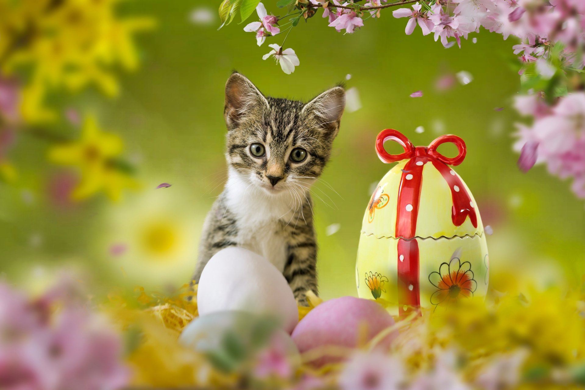 Download Easter Egg Baby Animal Kitten Animal Cat 4k Ultra HD Wallpaper
