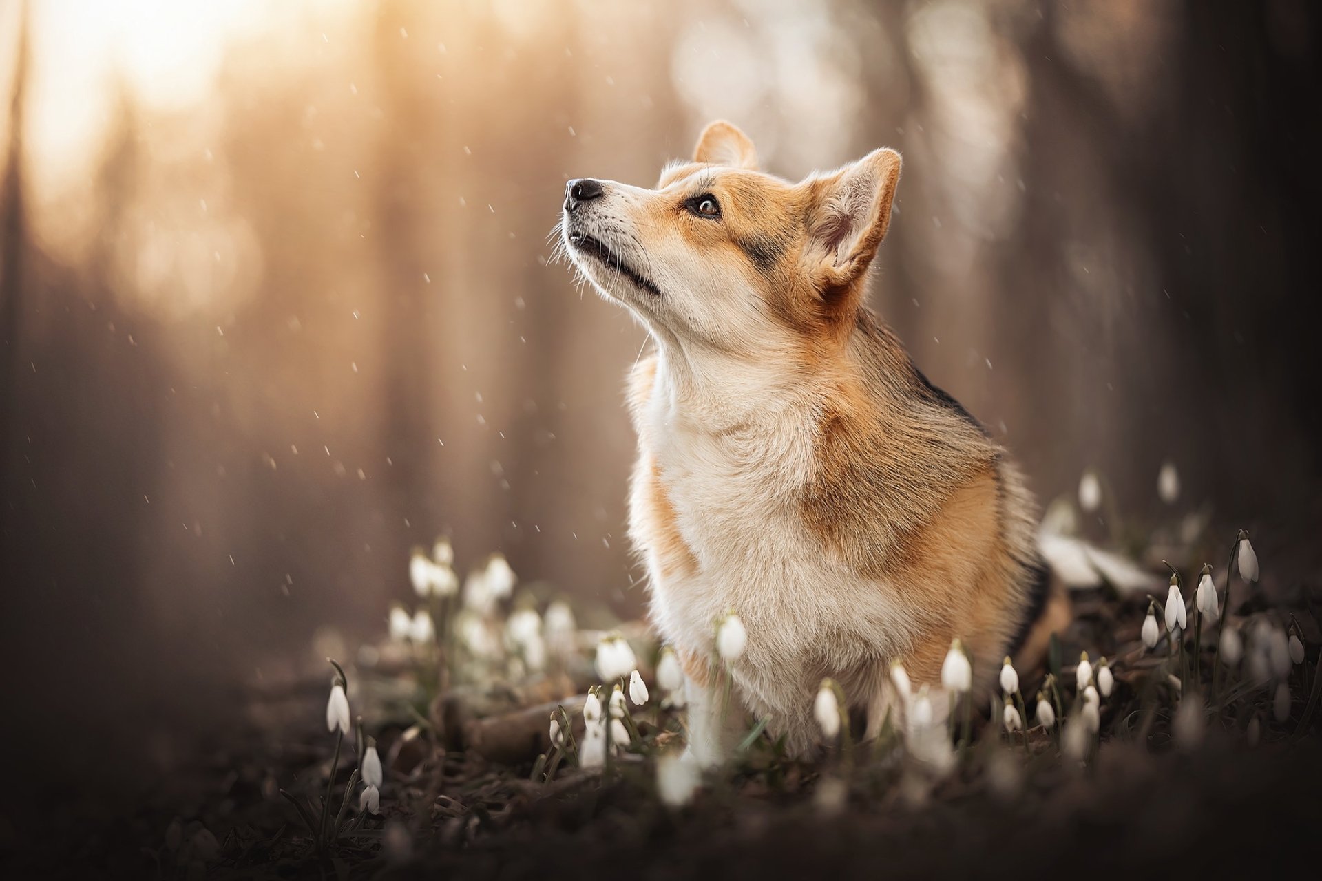 Download Snowdrop Animal Corgi HD Wallpaper