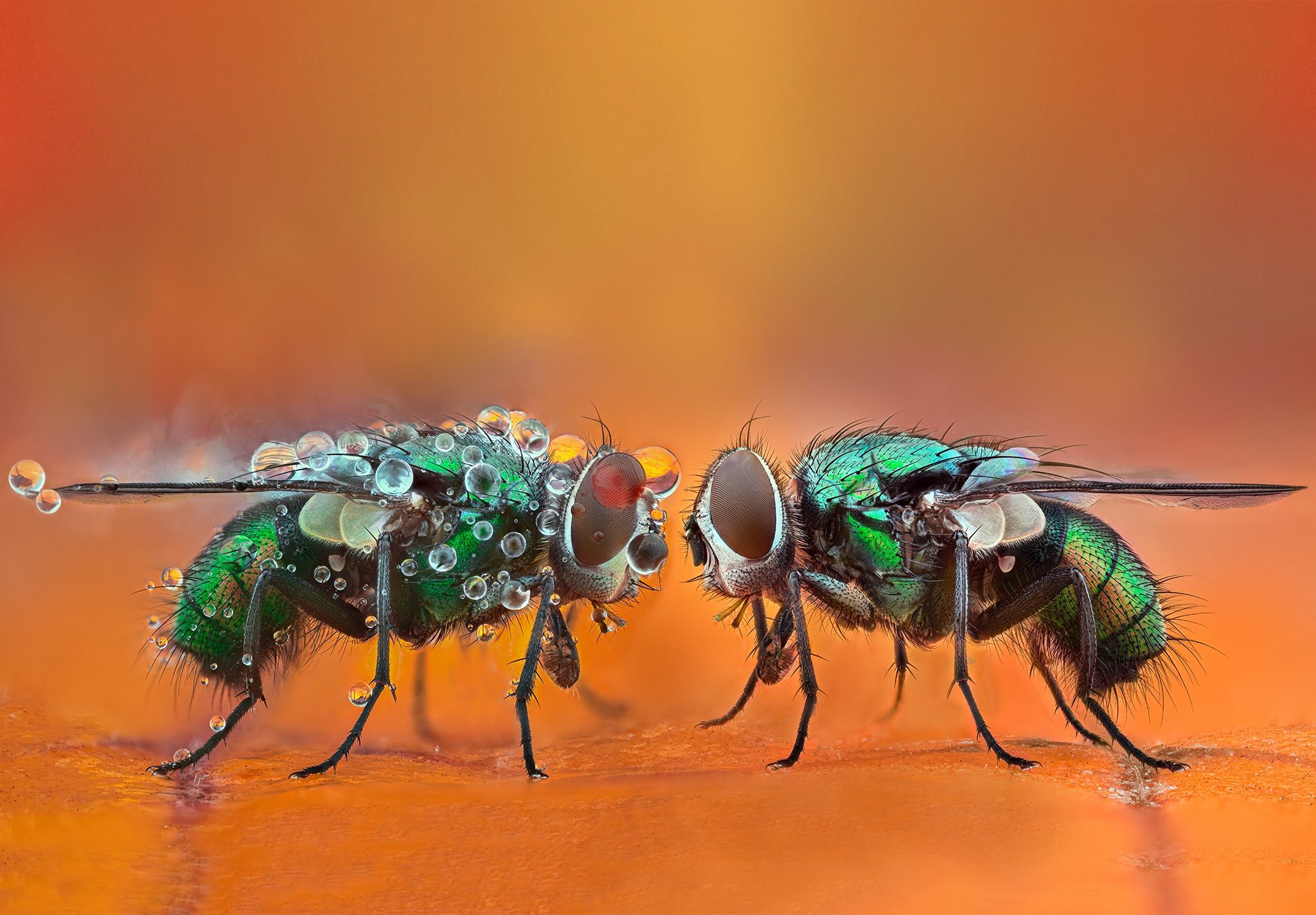 Download Macro Animal Fly HD Wallpaper