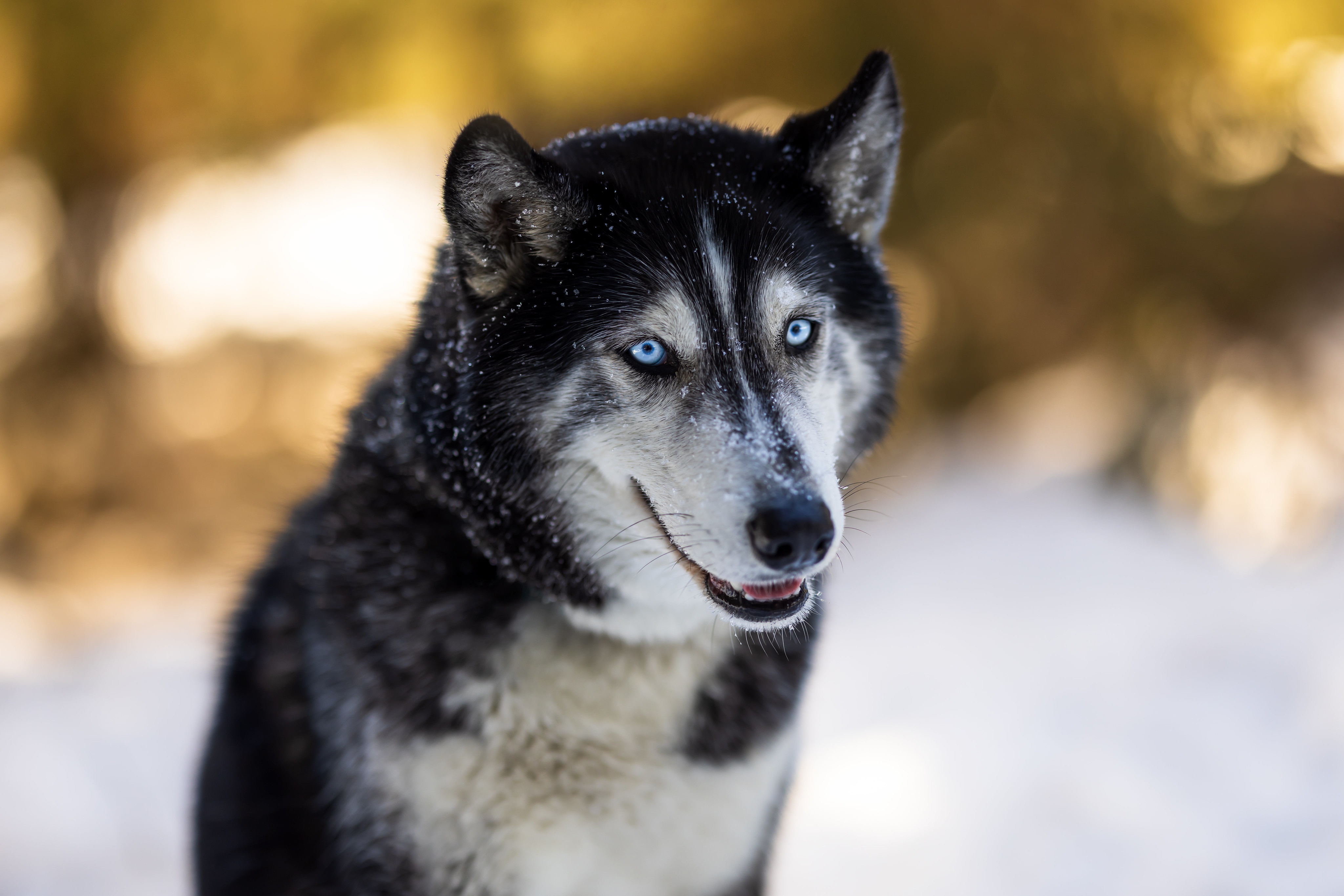 Download Animal Husky 4k Ultra HD Wallpaper