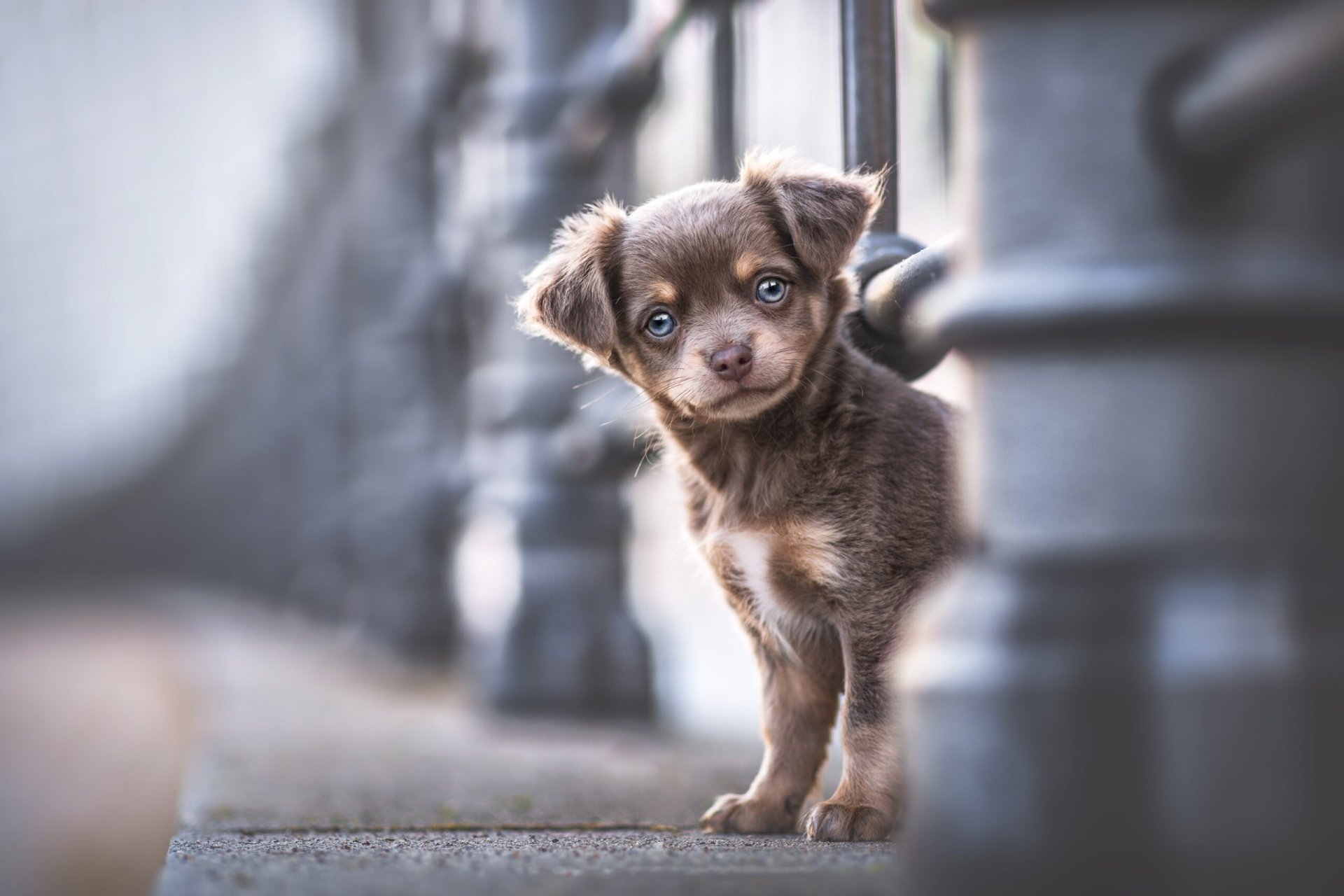 Download Baby Animal Animal Puppy HD Wallpaper | 2560x1707 | Wallpaper ...