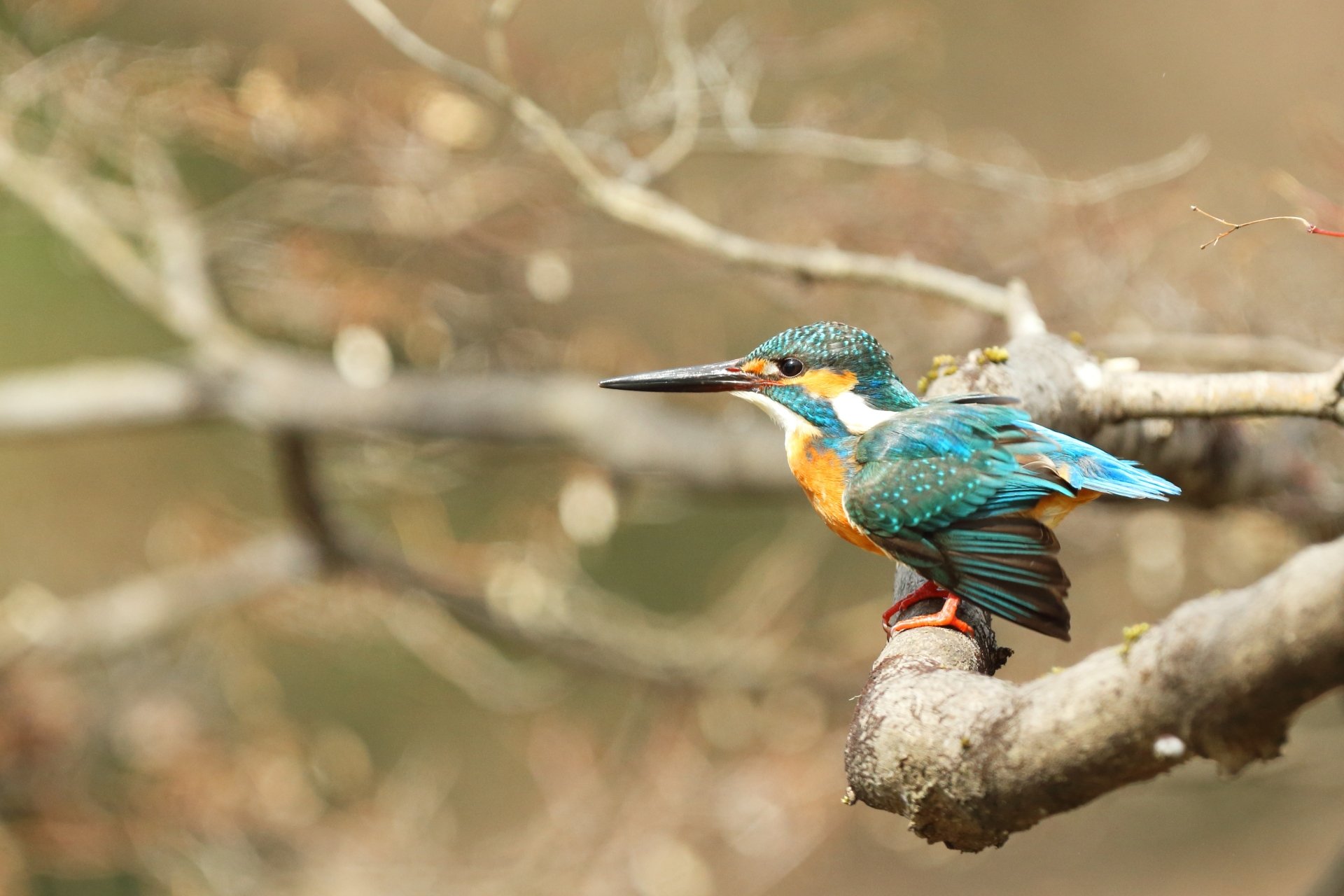 Download Animal Kingfisher 4k Ultra HD Wallpaper
