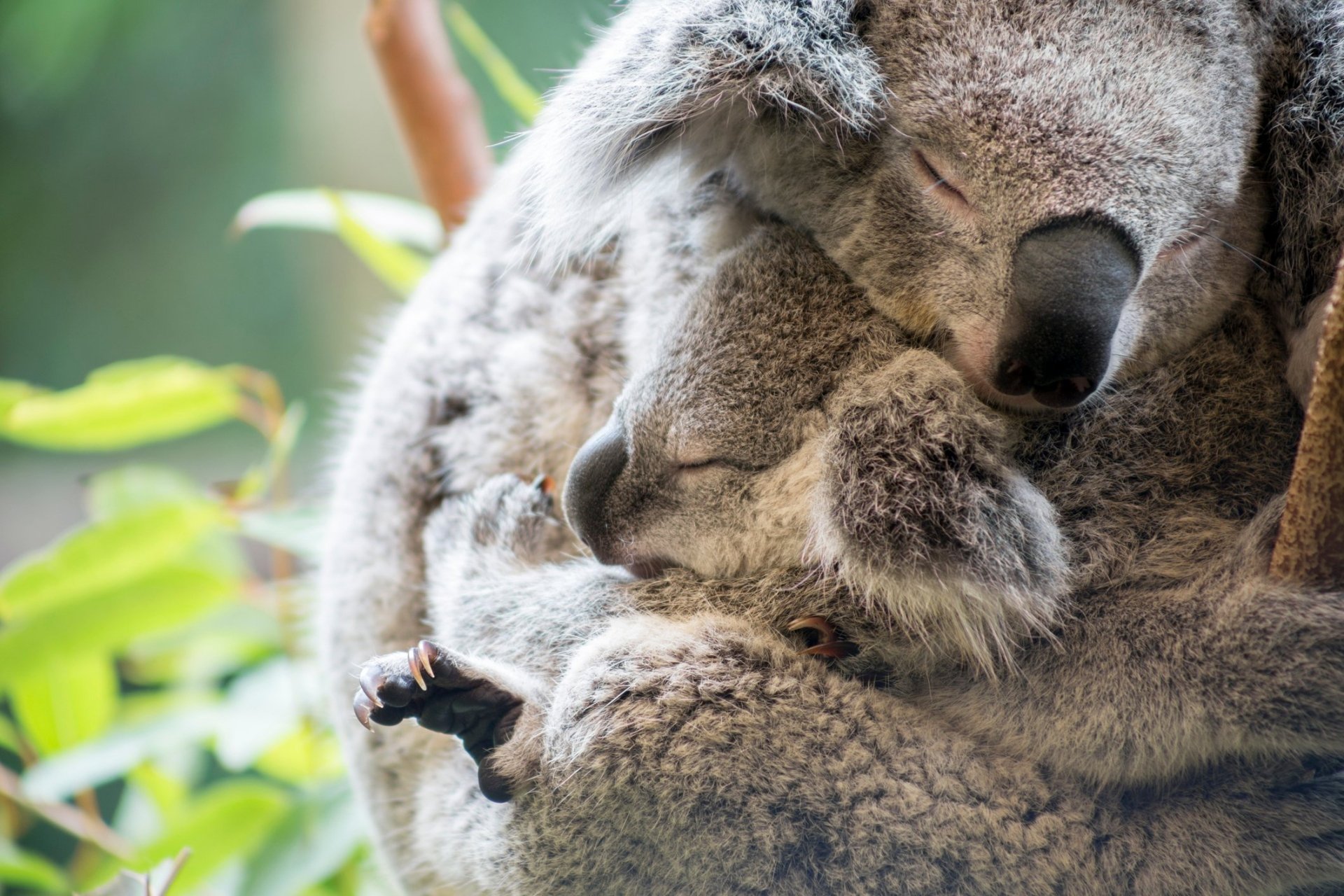 Download Animal Koala HD Wallpaper