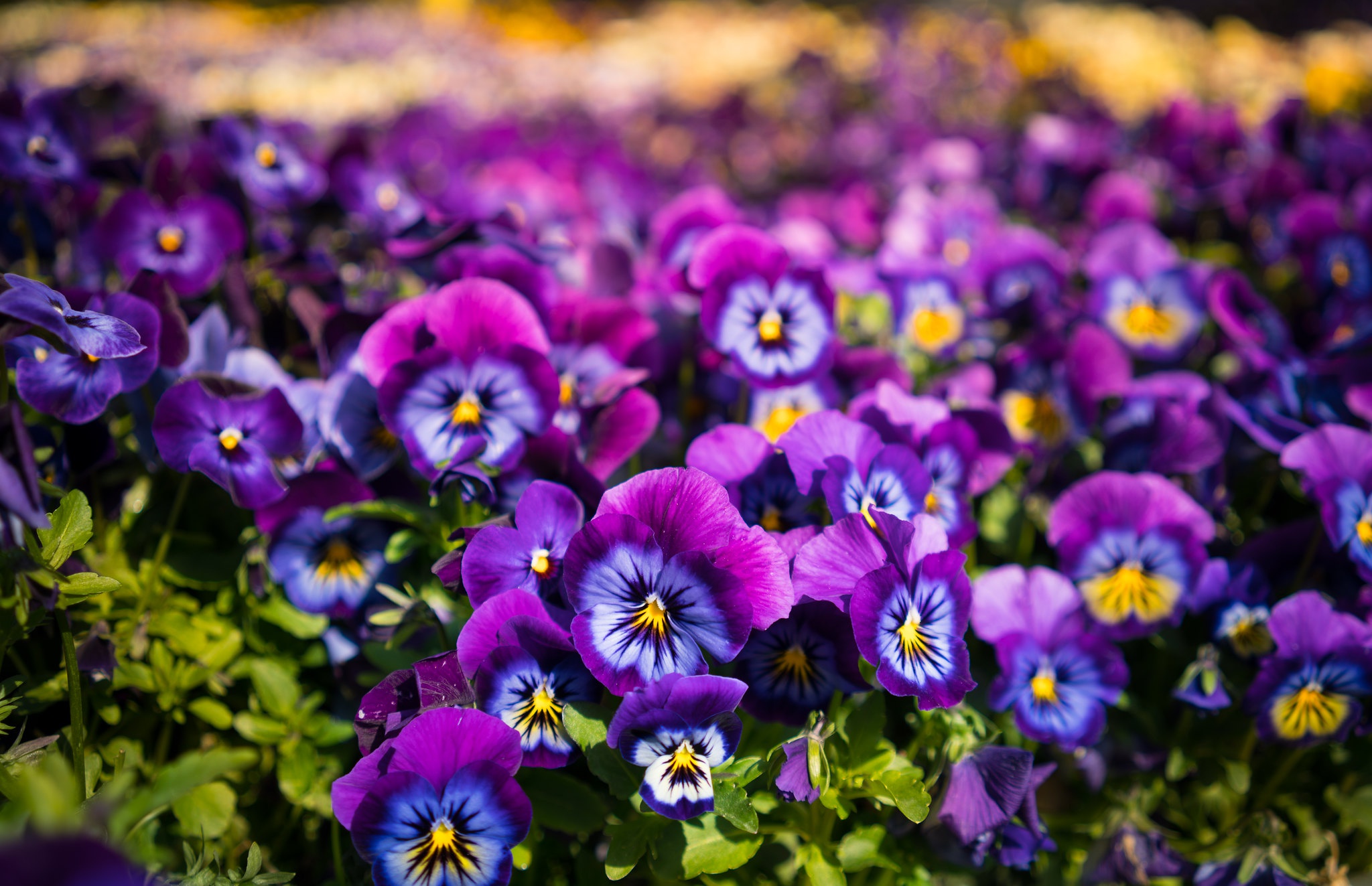 Pansy HD Wallpaper