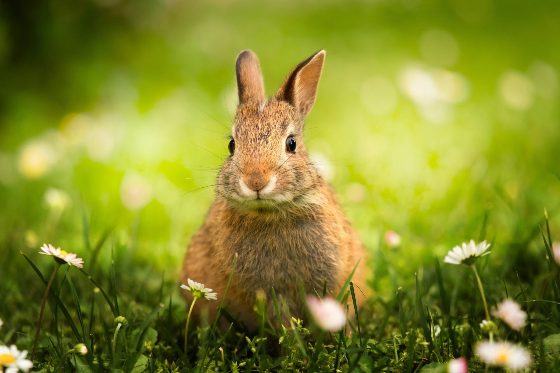 Download Animal Rabbit HD Wallpaper