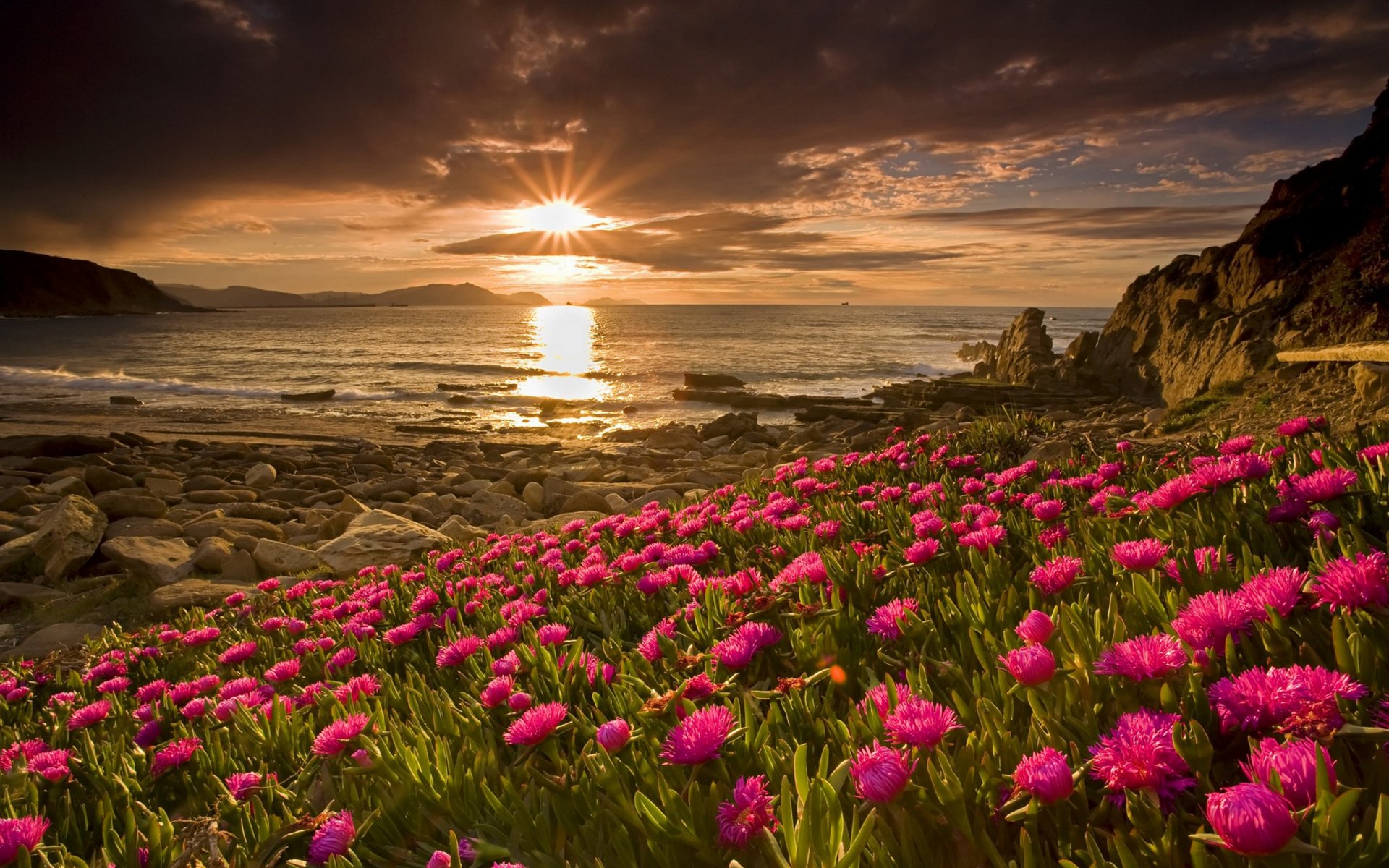 HD Wallpaper: Nature's Sunset Bloom | 2560x1600 | Wallpaper Abyss