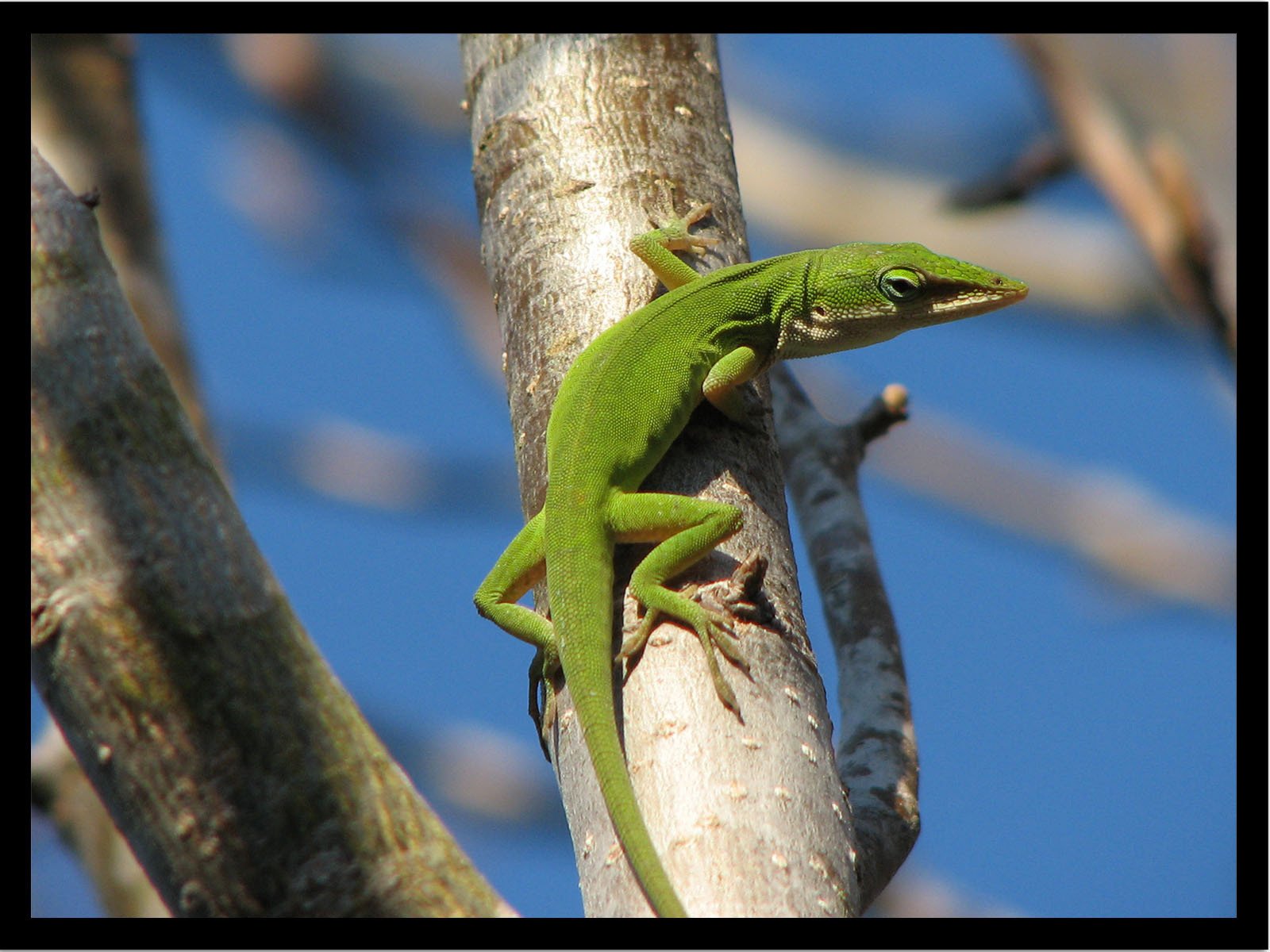 Download Animal Green Anole Wallpaper