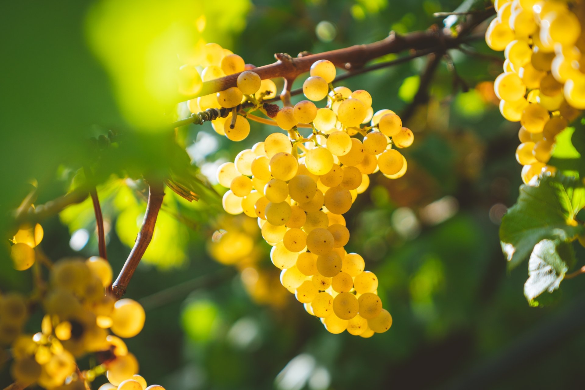 Download Food Grapes 4k Ultra HD Wallpaper