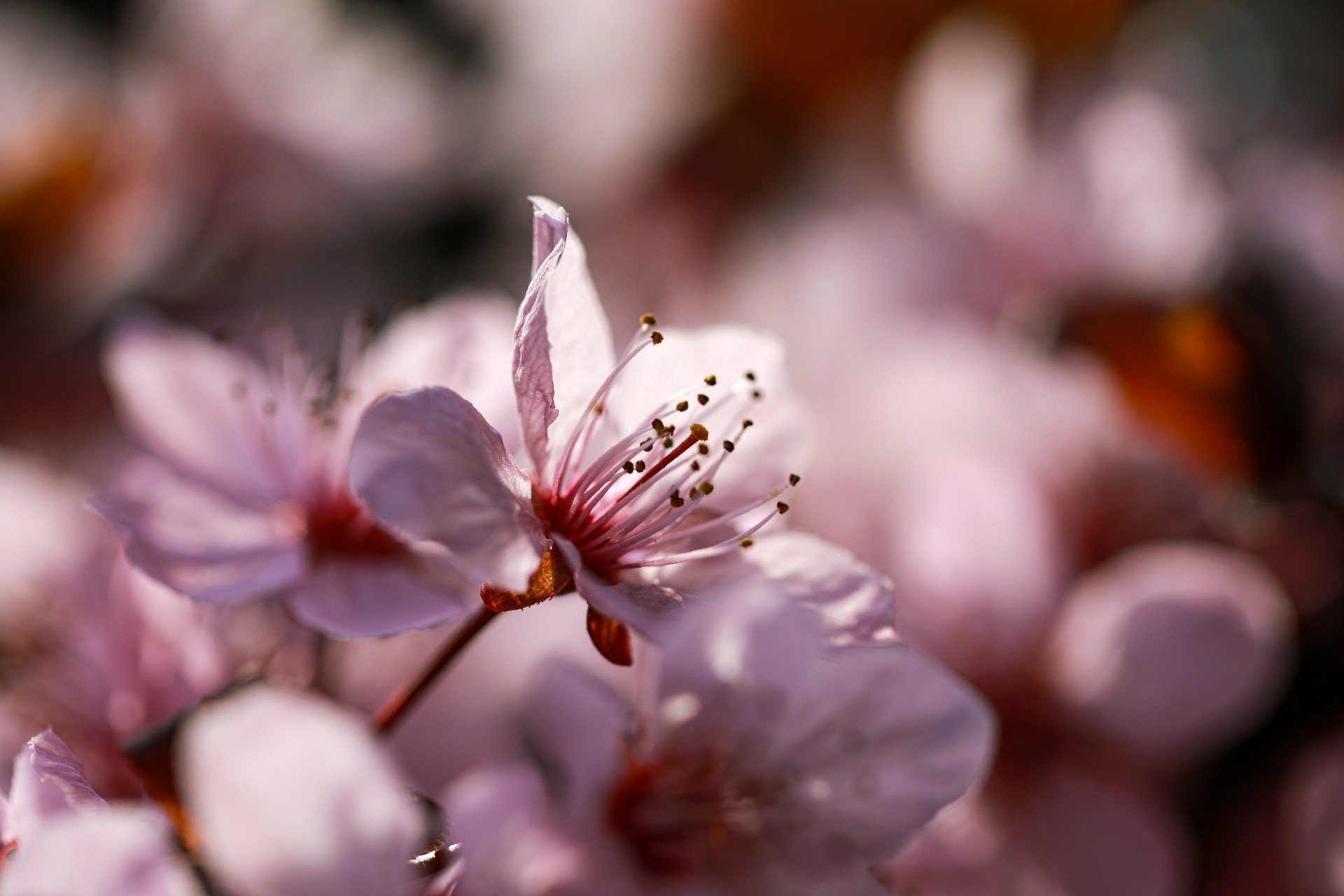 Download Nature Sakura HD Wallpaper