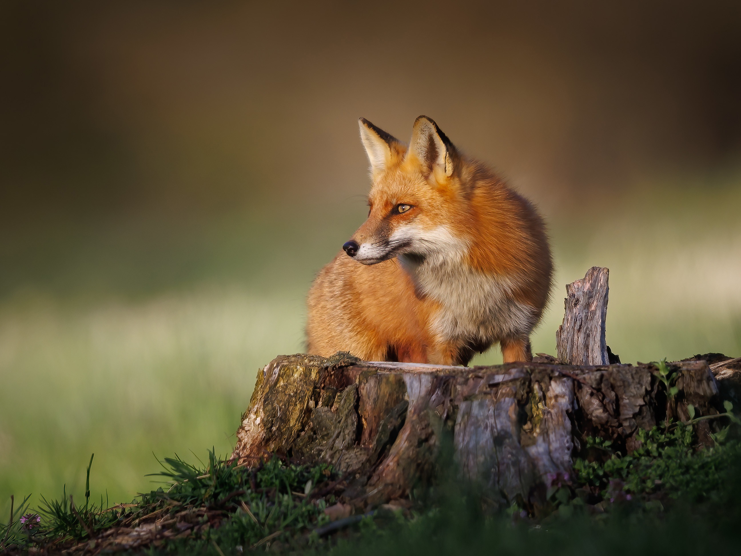 Fox HD Wallpaper