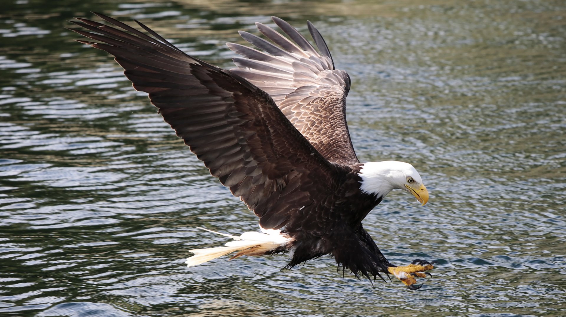 Majestic Eagle in Flight - Stunning HD Animal Wallpaper | 2700x1510 ...
