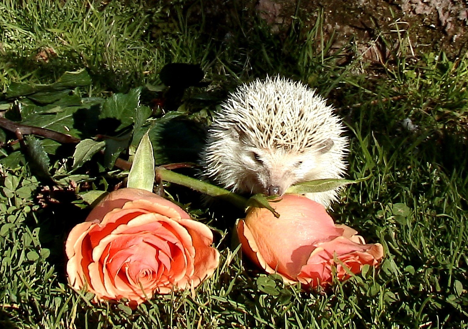 Charming Hedgehog HD Wallpaper with Delicate Roses in Nature ...