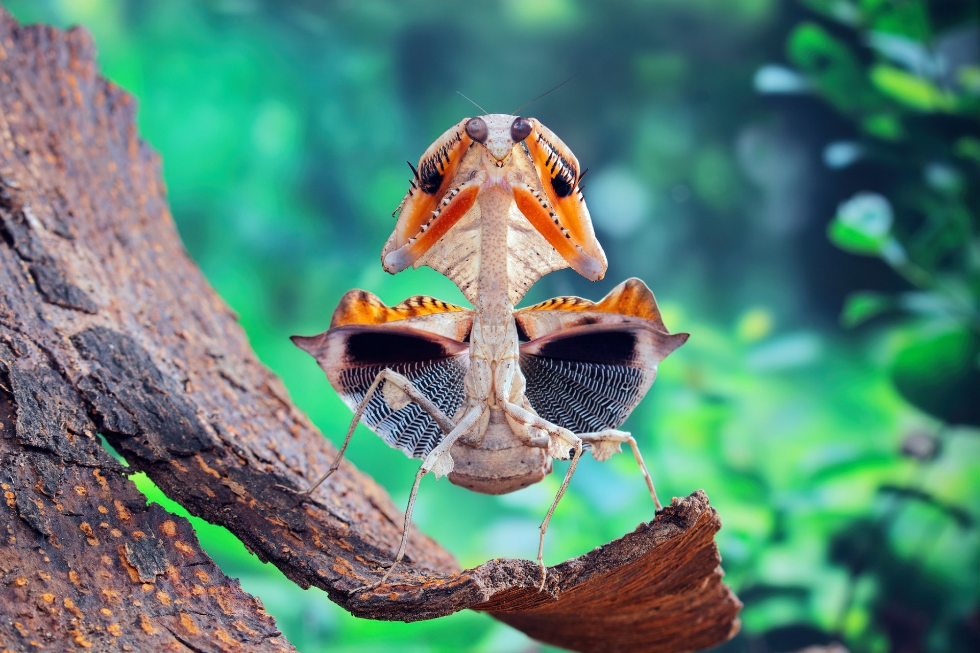 Download Animal Praying Mantis HD Wallpaper