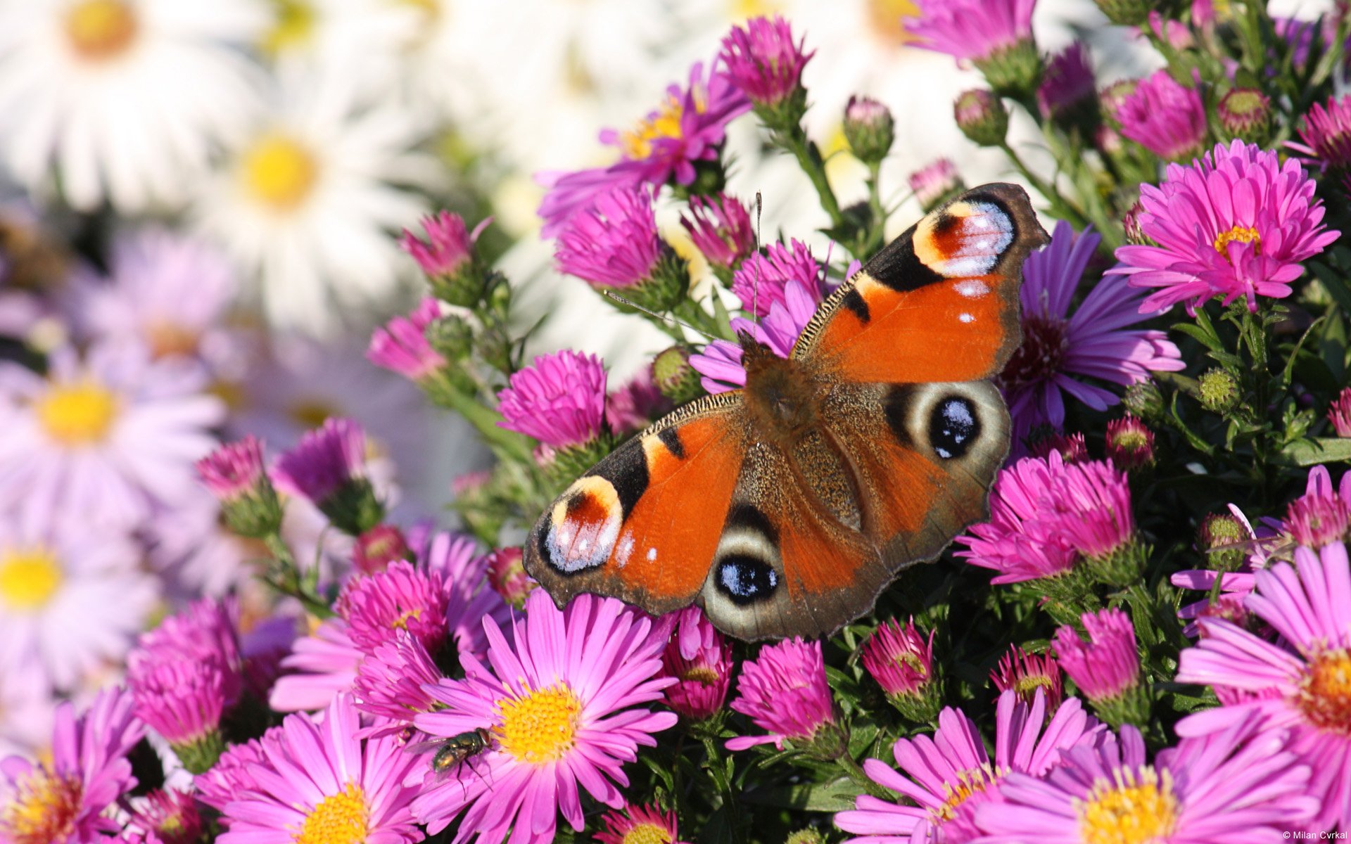 Download Flower Animal Butterfly HD Wallpaper