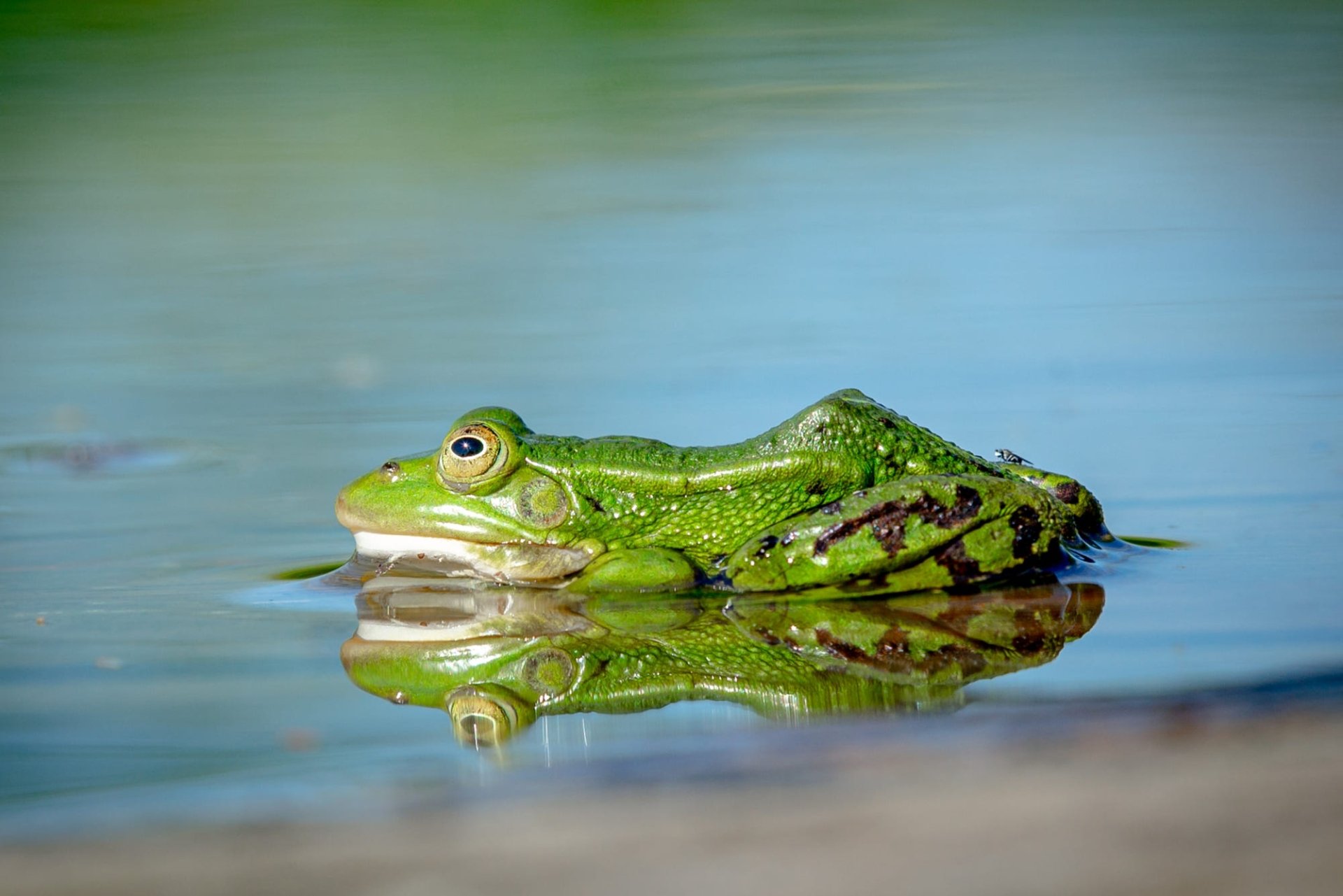 Download Animal Frog HD Wallpaper