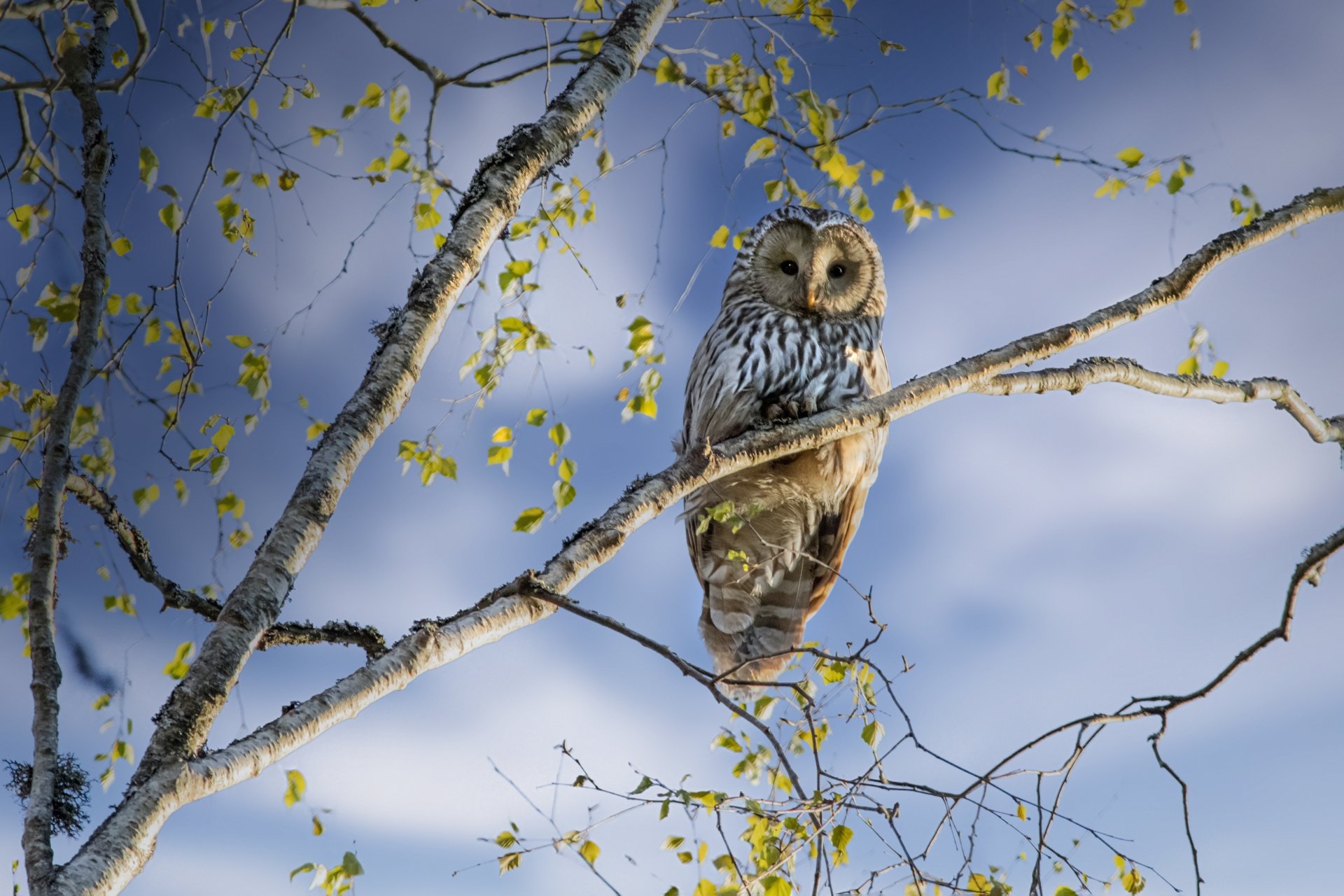 Download Animal Owl 4k Ultra HD Wallpaper | 6337x4224 | Wallpaper Abyss