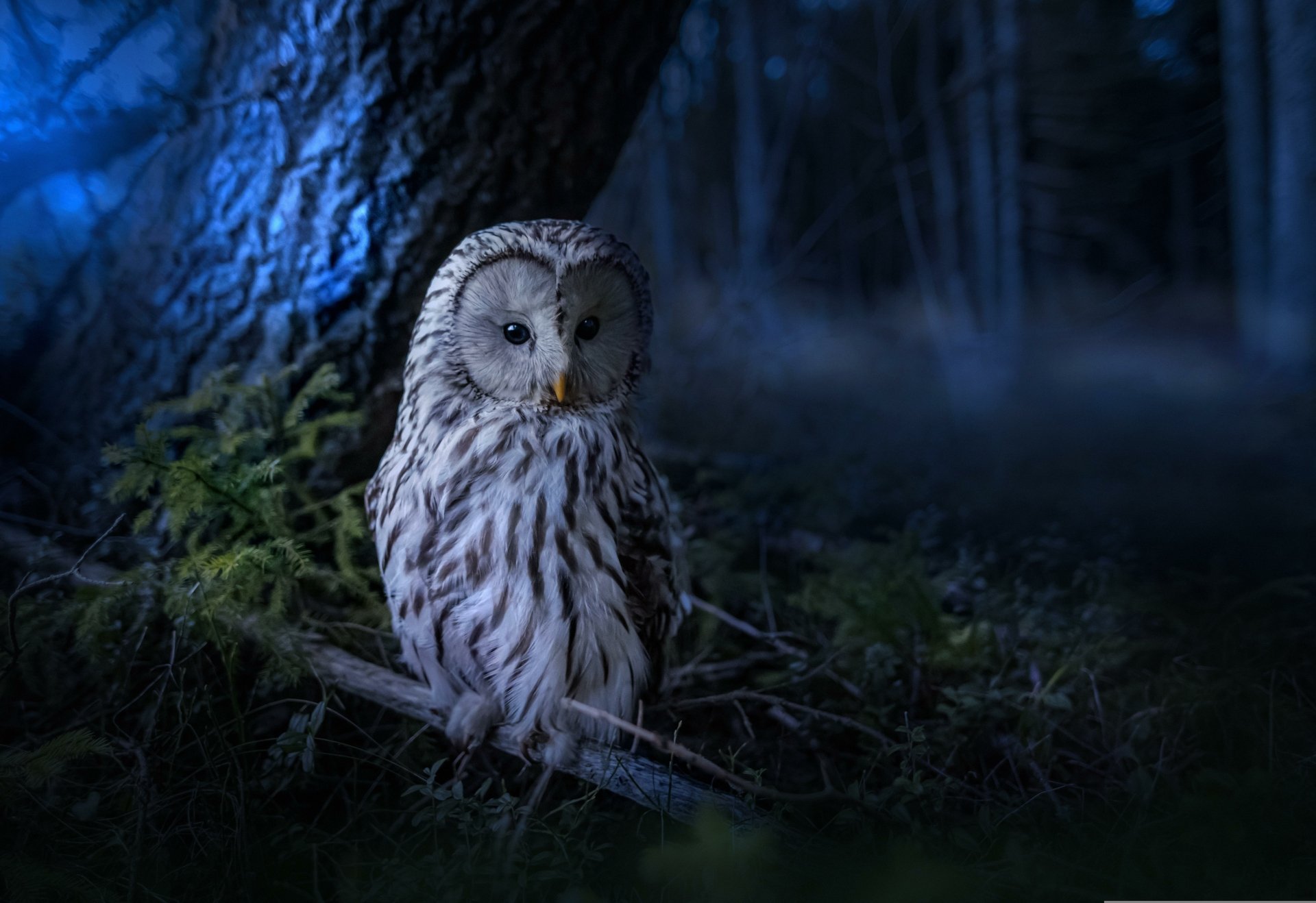 Download Animal Owl 4k Ultra HD Wallpaper | 6236x4282 | Wallpaper Abyss