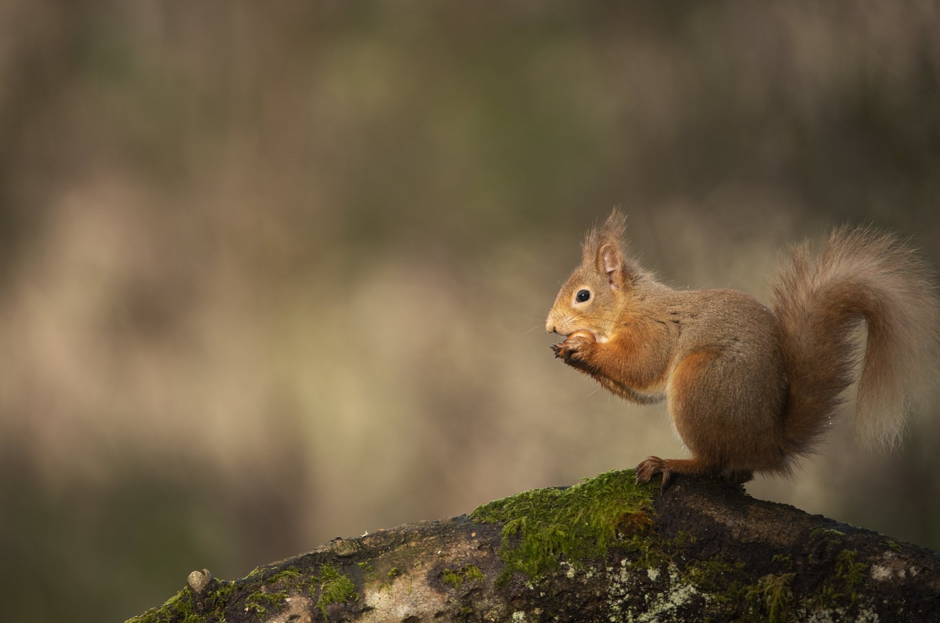 Download Animal Squirrel 4k Ultra HD Wallpaper