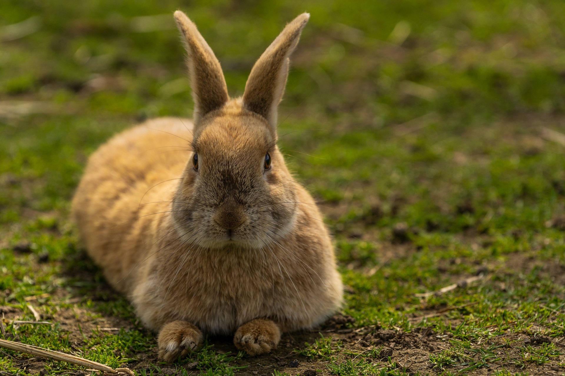 Download Animal Hare 4k Ultra HD Wallpaper