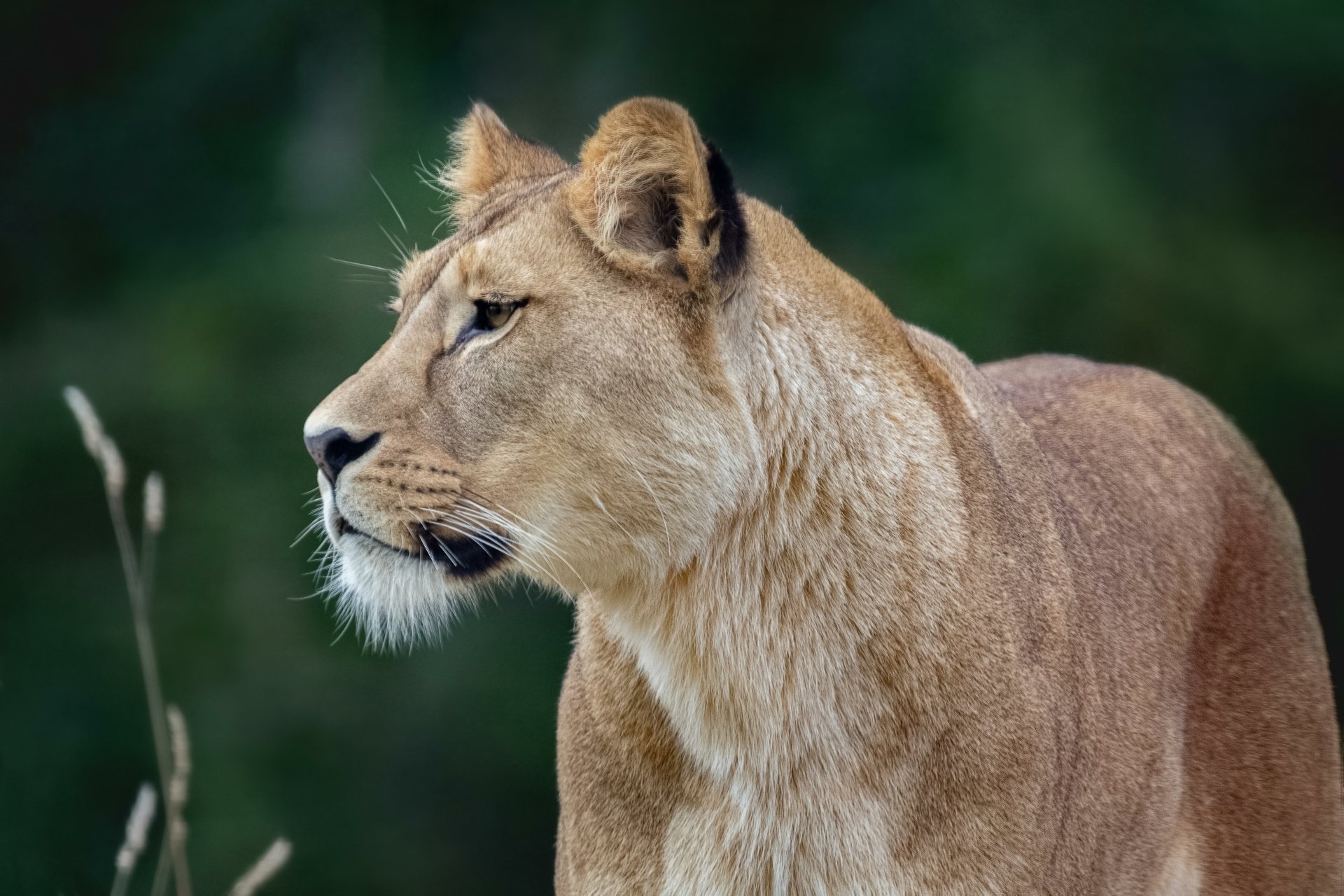 Download Animal Lion 4k Ultra HD Wallpaper | 6265x4177 | Wallpaper Abyss