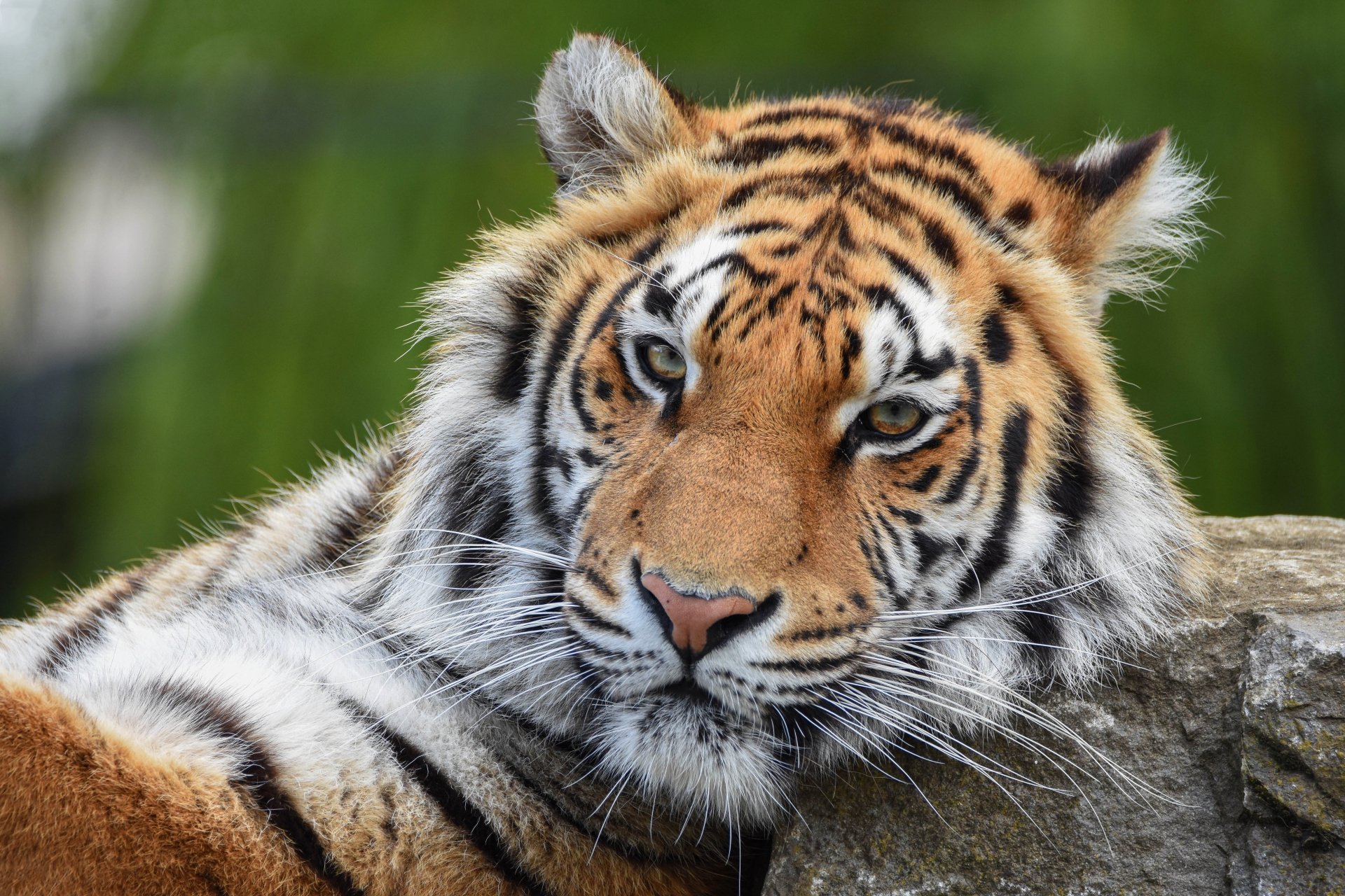 Download Animal Tiger 4k Ultra HD Wallpaper | 6000x4000 | Wallpaper Abyss