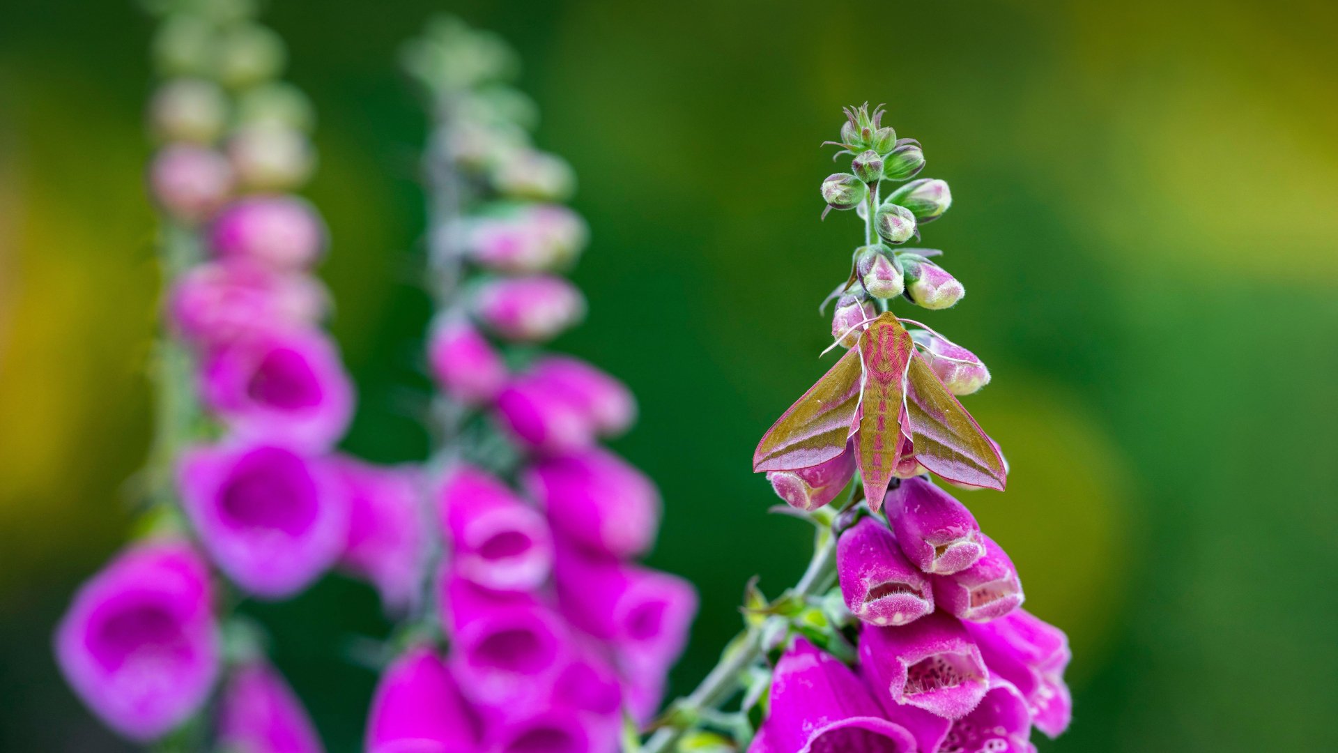 Download Insect Foxgloves Animal Elephant Hawk-moth 4k Ultra HD ...