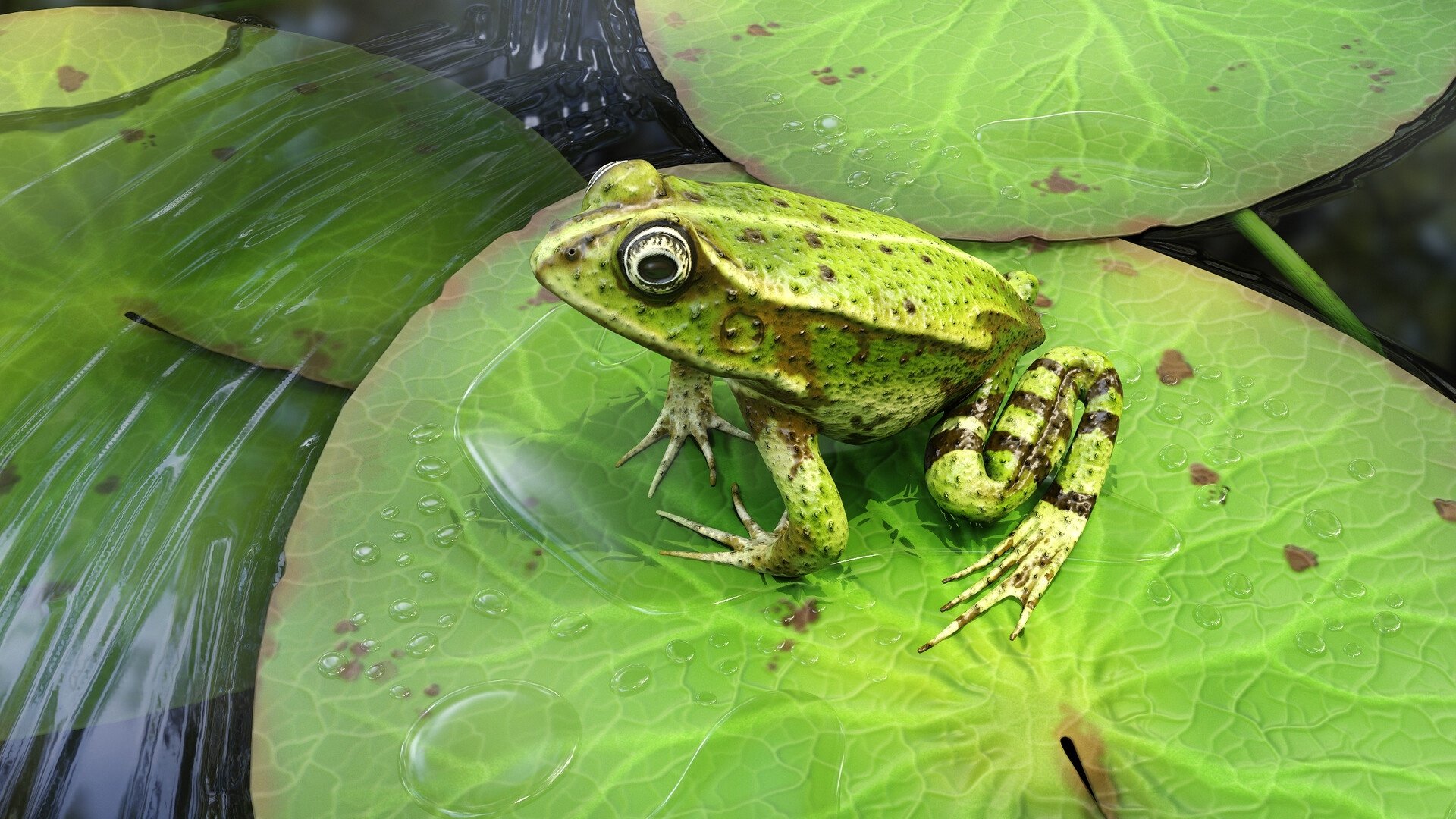 Download Animal Frog HD Wallpaper | 1920x1080 | Wallpaper Abyss