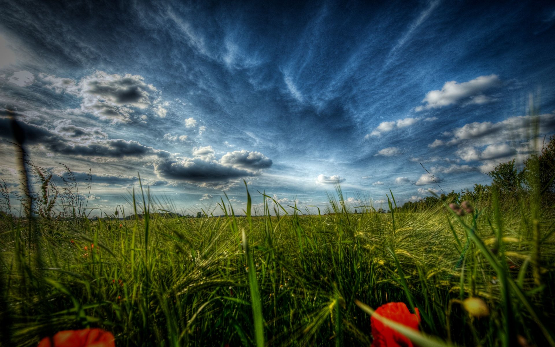 Download Nature Grass HD Wallpaper | 2560x1600 | Wallpaper Abyss