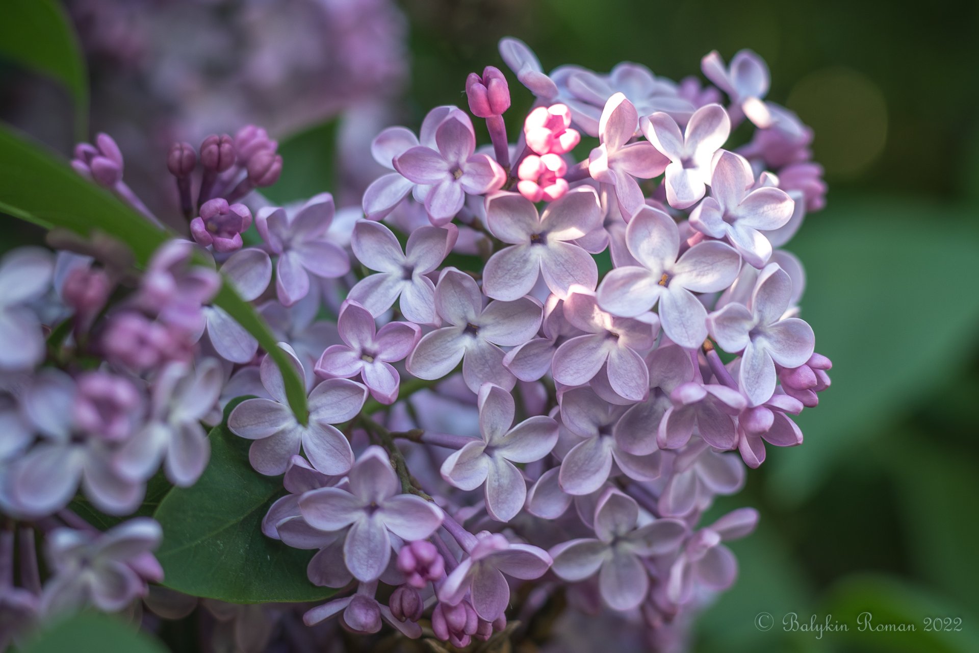 Download Nature Lilac HD Wallpaper by Vergilius