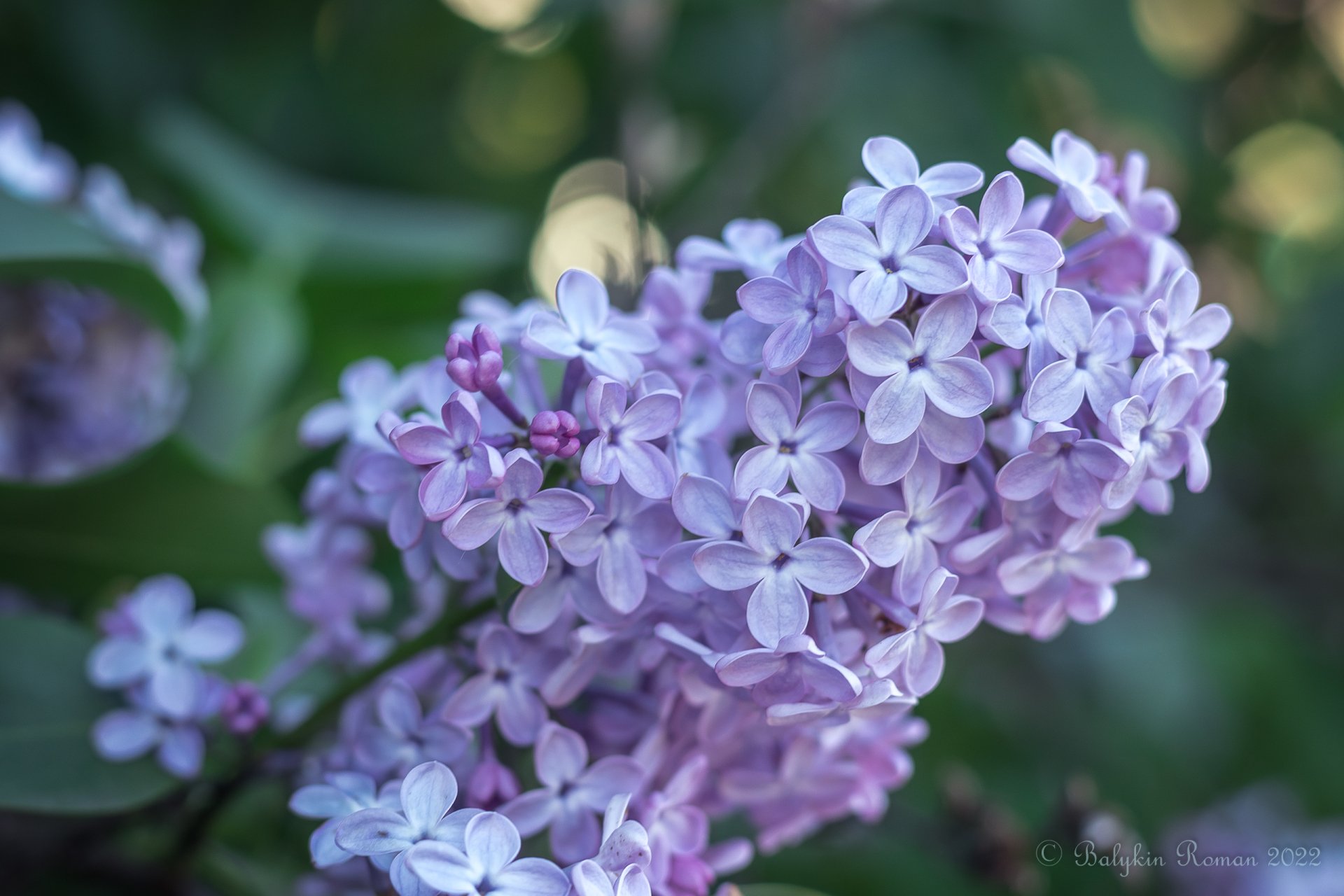 Download Nature Lilac HD Wallpaper by Vergilius