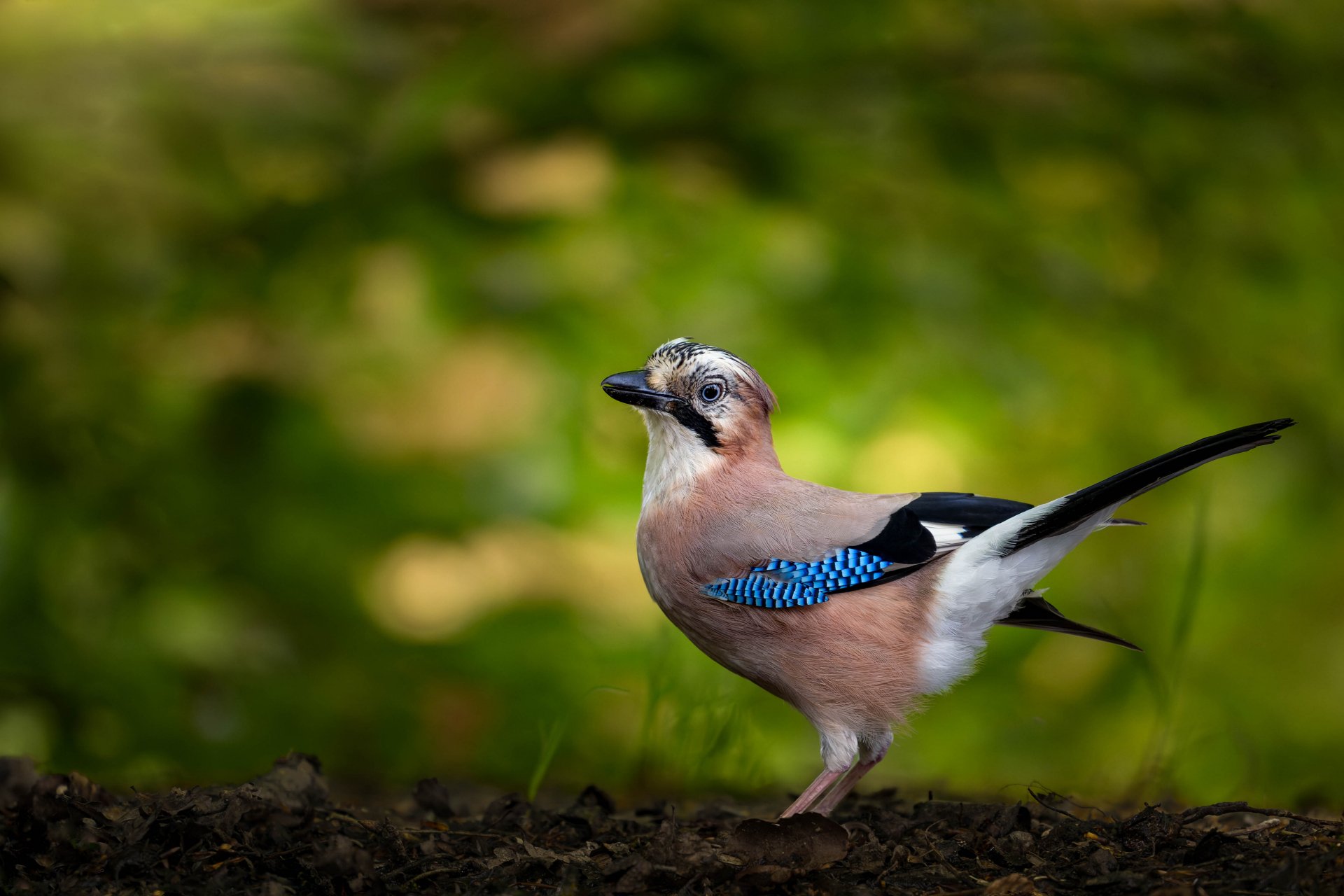 Download Animal Eurasian Jay 4k Ultra HD Wallpaper