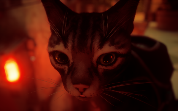 [10+] Stray 4k Wallpapers