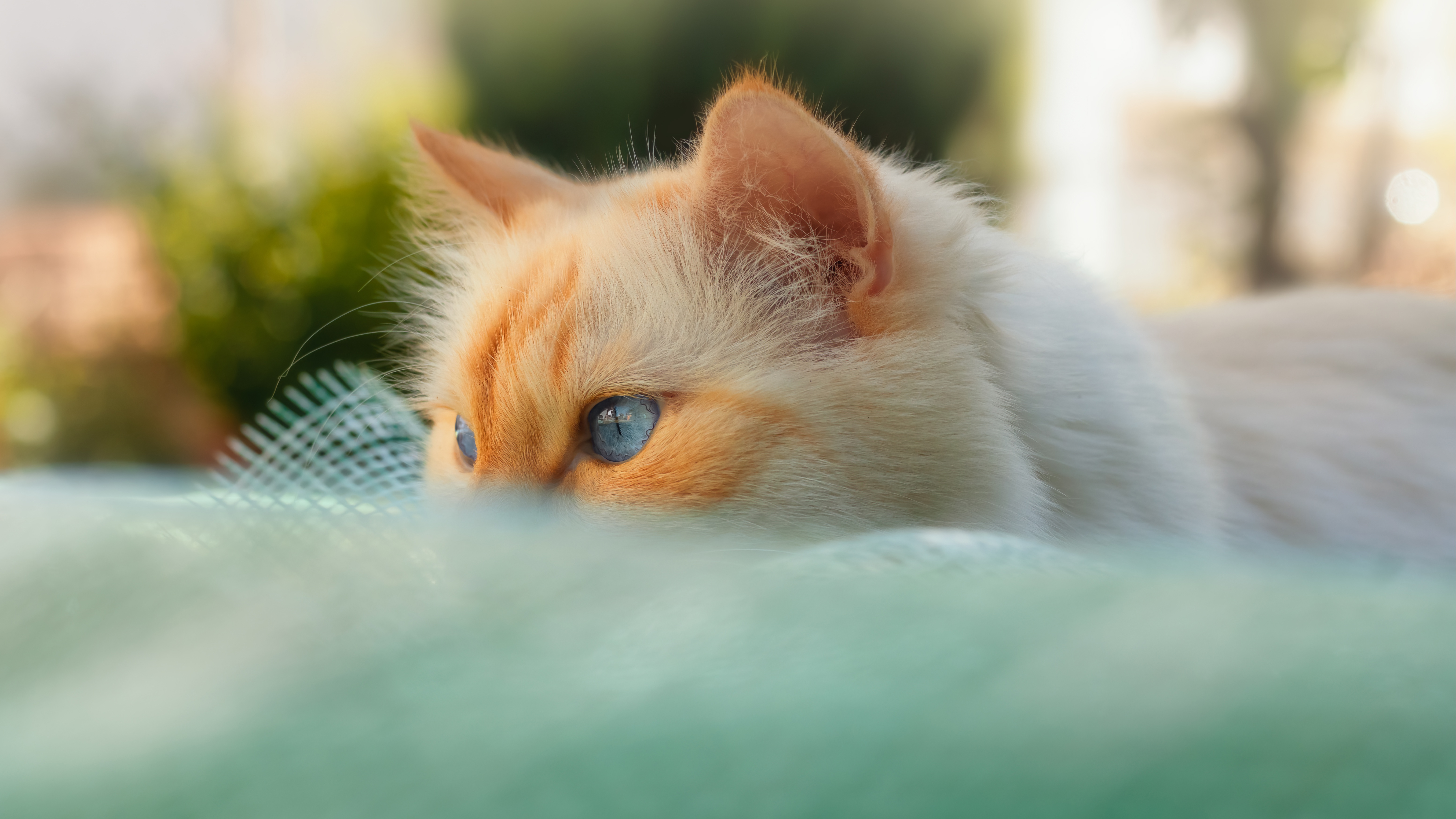 Download Animal Cat 4k Ultra HD Wallpaper