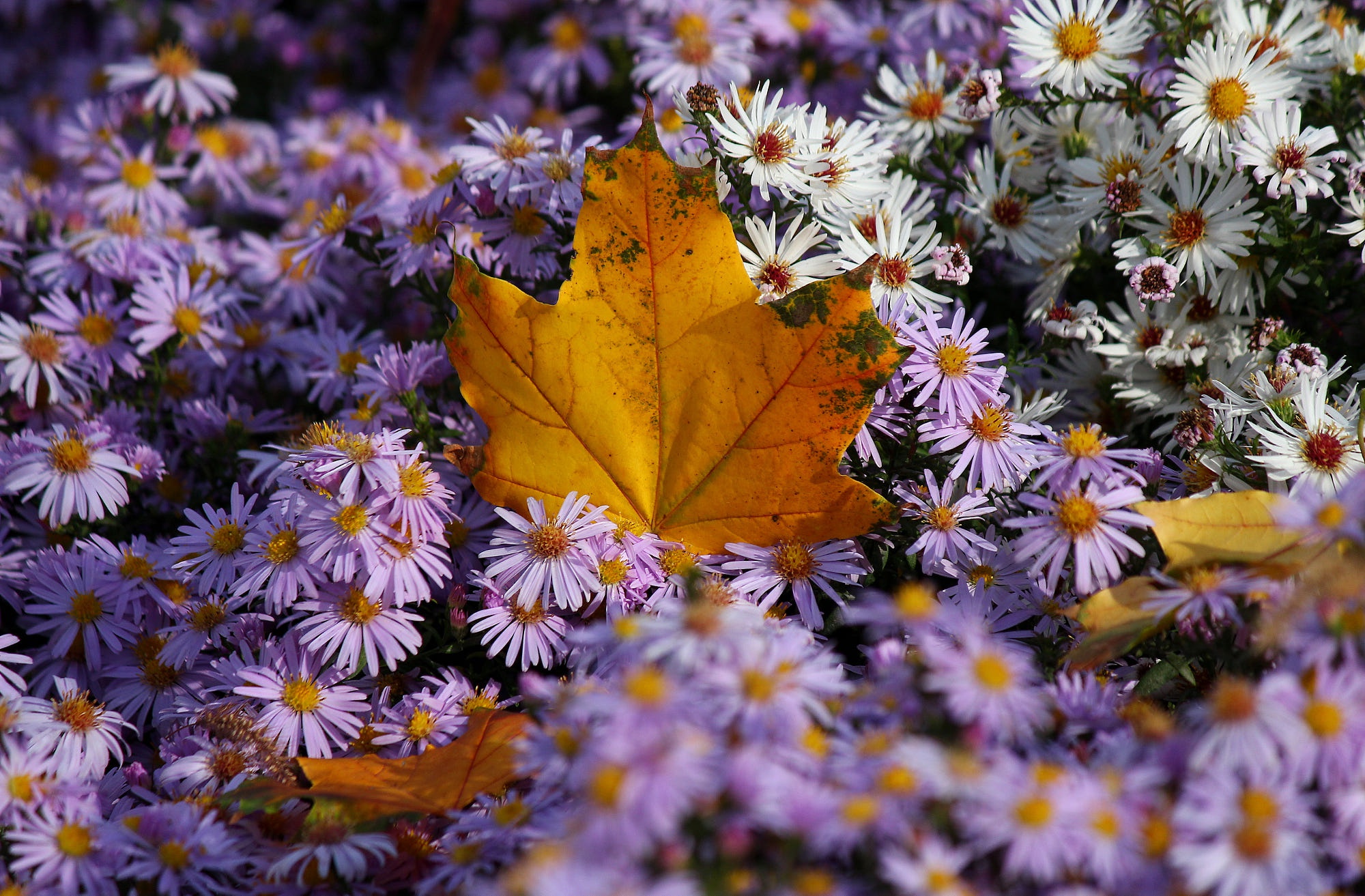 Download Nature Leaf HD Wallpaper