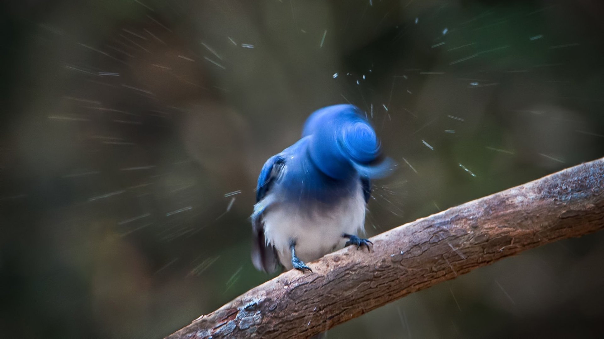 Download Nature Animal Bird HD Wallpaper