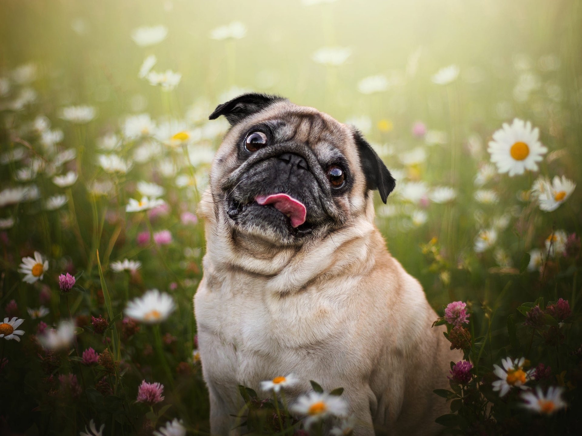 Download Animal Pug HD Wallpaper
