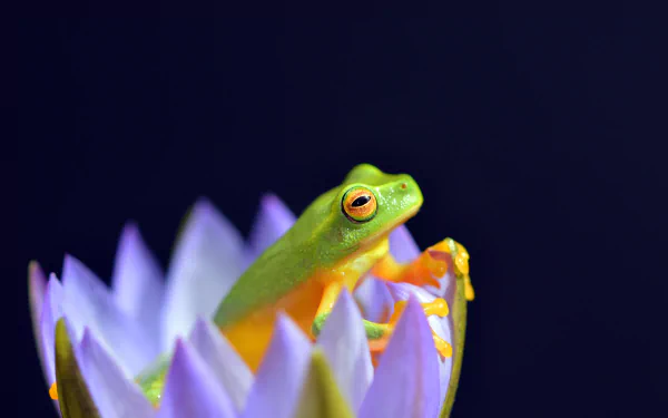 [100+] Frog 4k Wallpapers