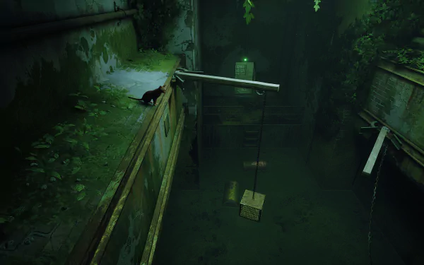 Download Video Game Stray HD Wallpaper