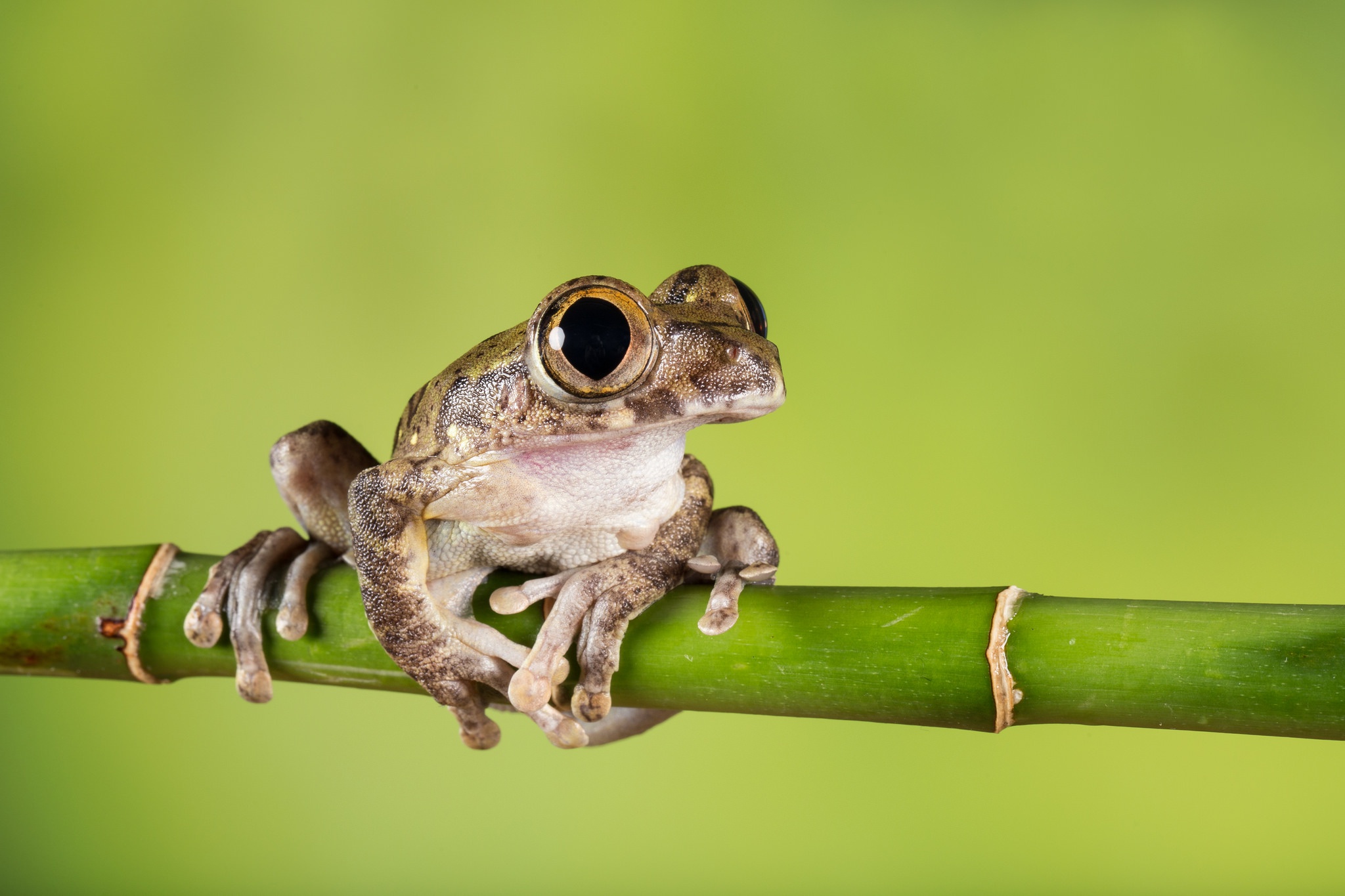 Frog HD Wallpaper
